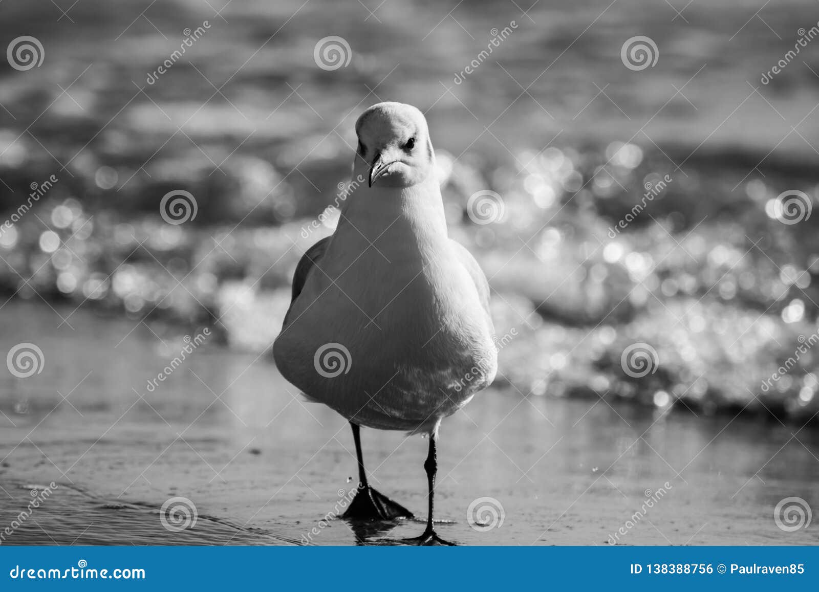 Photo of a Beautiful Seagull Looking Straight into the Frame and Moving ...