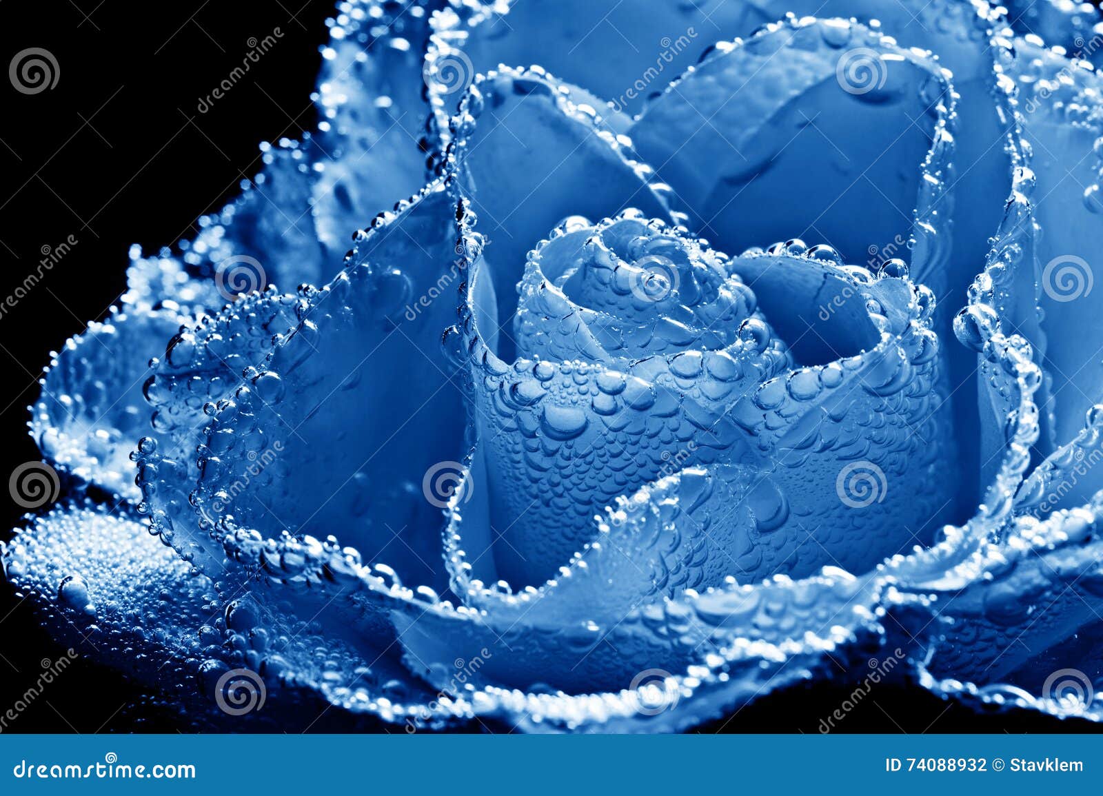 Photo of Beautiful Underwater Blue Rose Stock Photo - Image of macro ...
