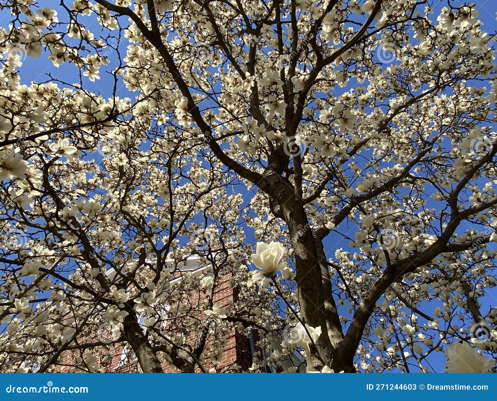Beautiful White Flowers and Big Tree in March Stock Image - Image of ...