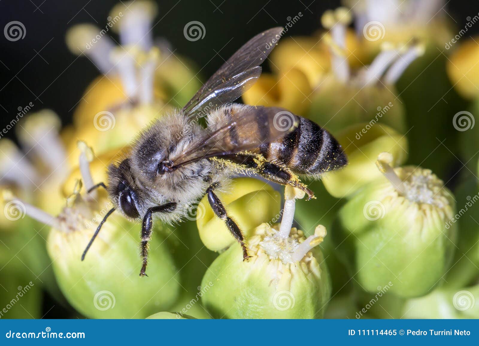 Bee on the Flower Close Up - Macro Bee Stock Image - Image of animal ...