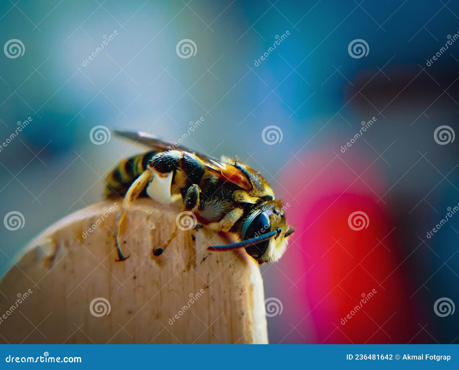Photo of Bee Insect Object with Macro Concept Stock Photo - Image of ...