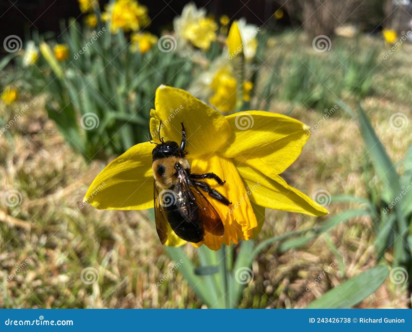 Bee Pollinating a Daffodil in March Stock Photo - Image of petal, black ...