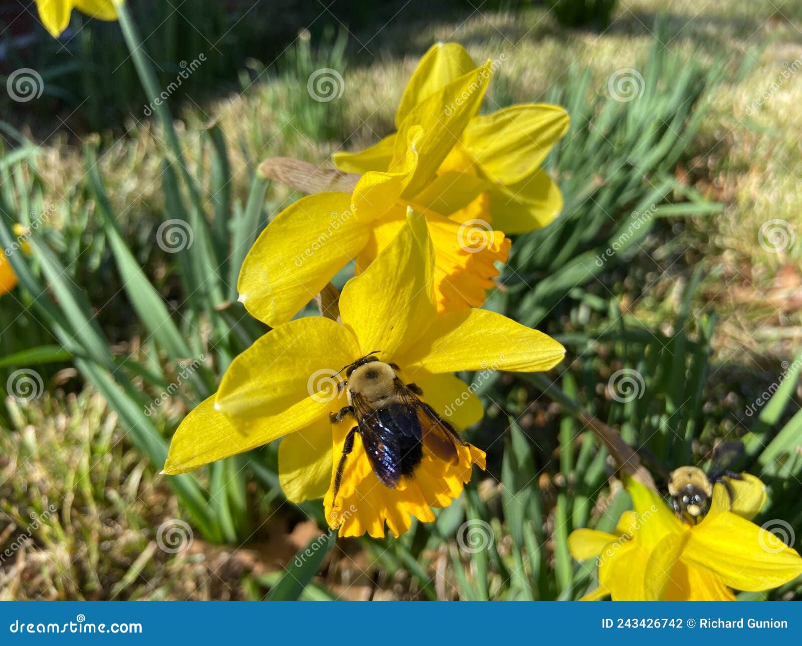 Bees Pollinating Daffodils in March Stock Photo - Image of bees, nature ...