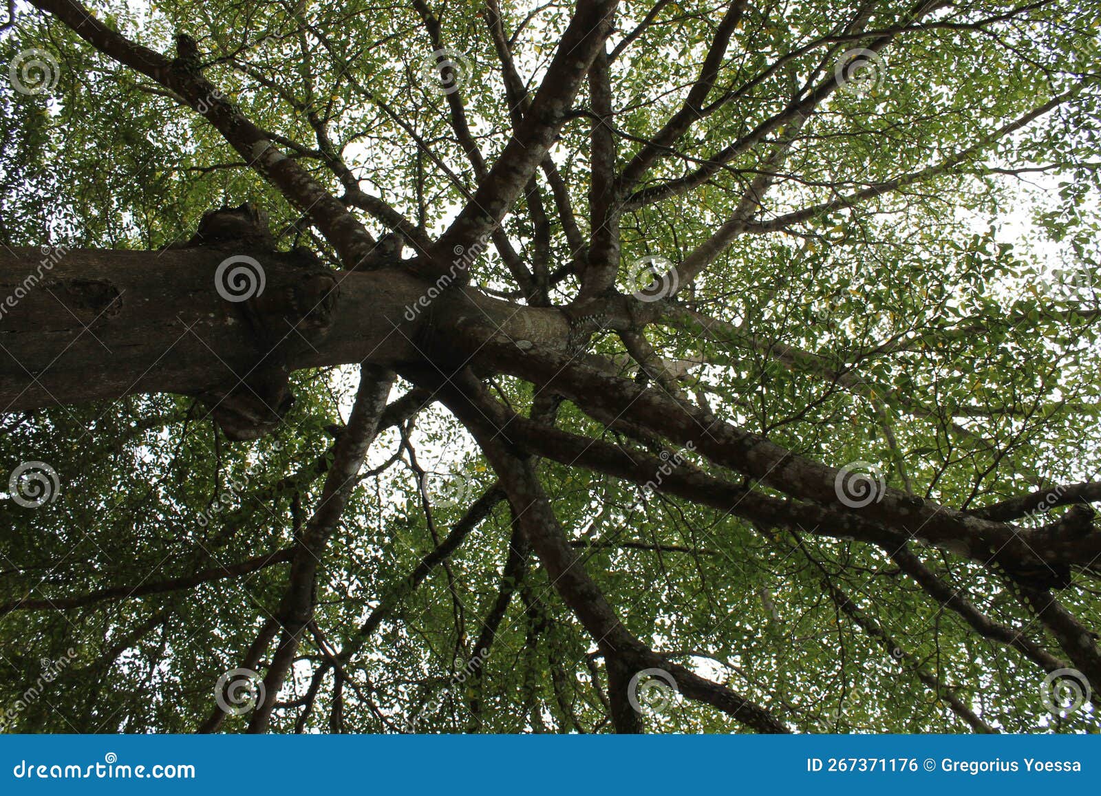 Photo from Below Landscape of a Dark Tree with Lots of Branches and ...