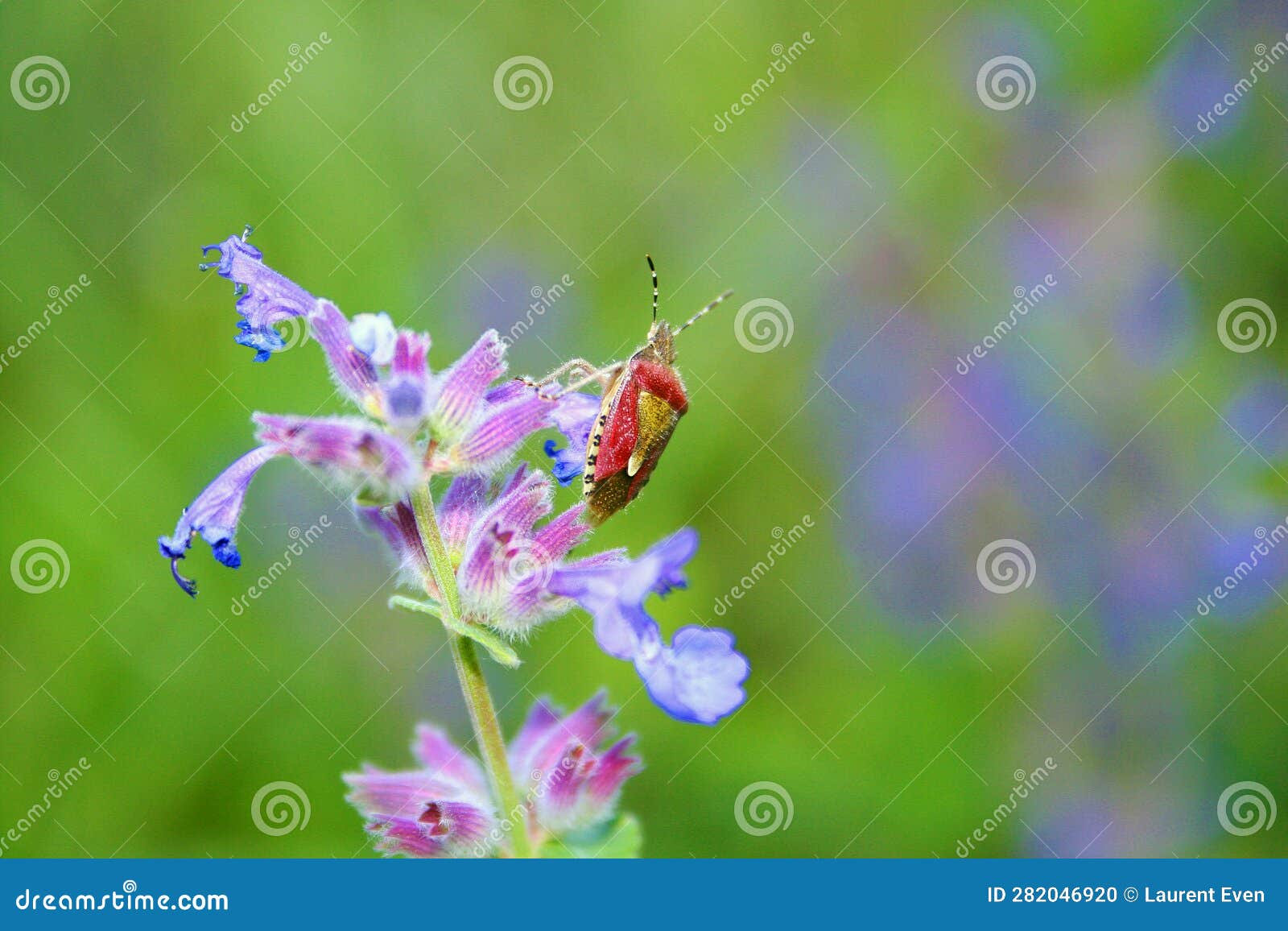 Photo of a Berry Bug on a Flower Stock Photo - Image of punaises ...