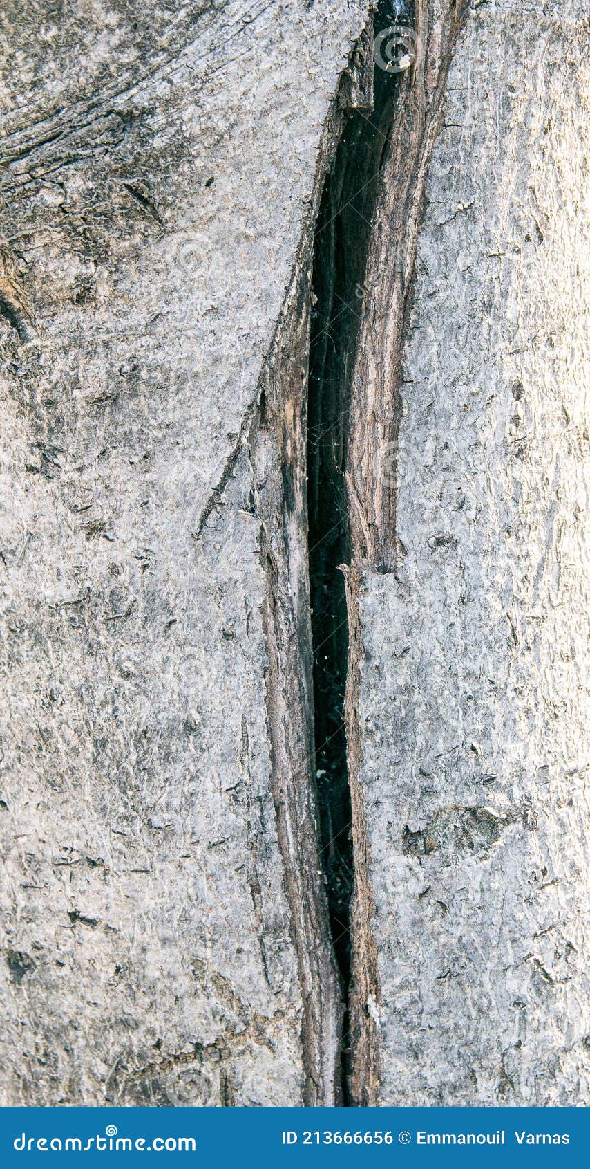 Slit in a tree stock photo. Image of rough, layers, material - 213666656