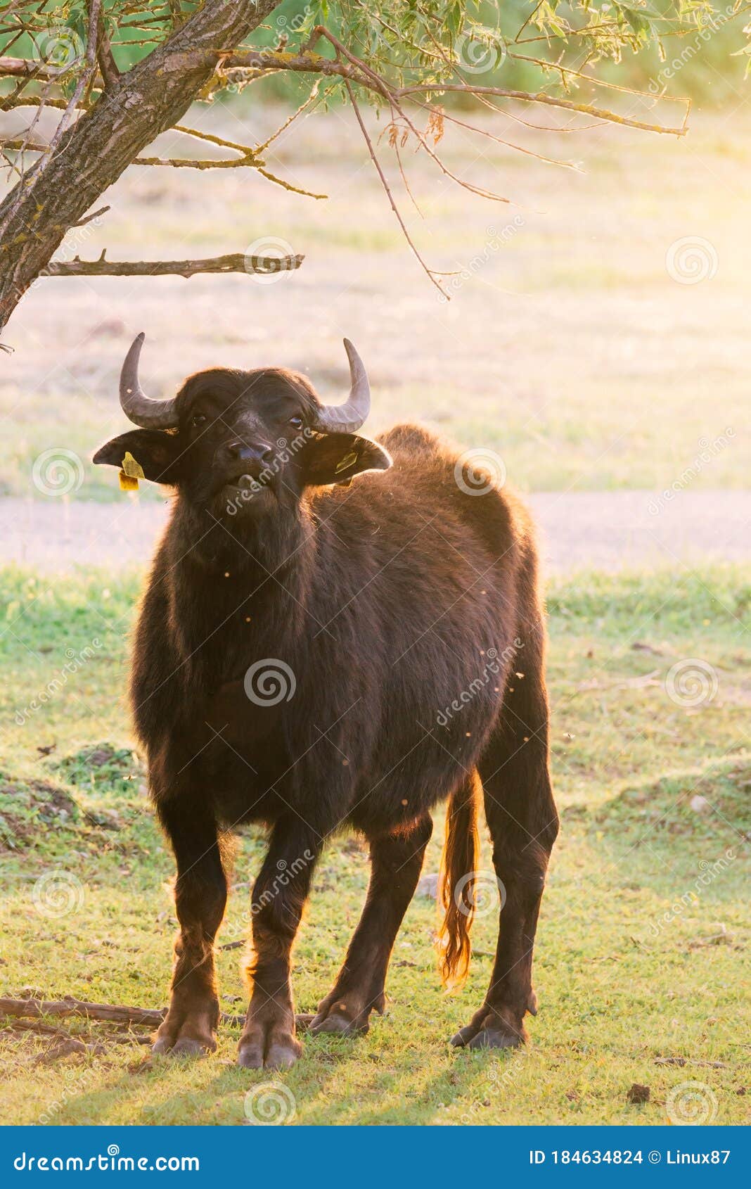 Photo of a big buffalo stock photo. Image of african - 184634824