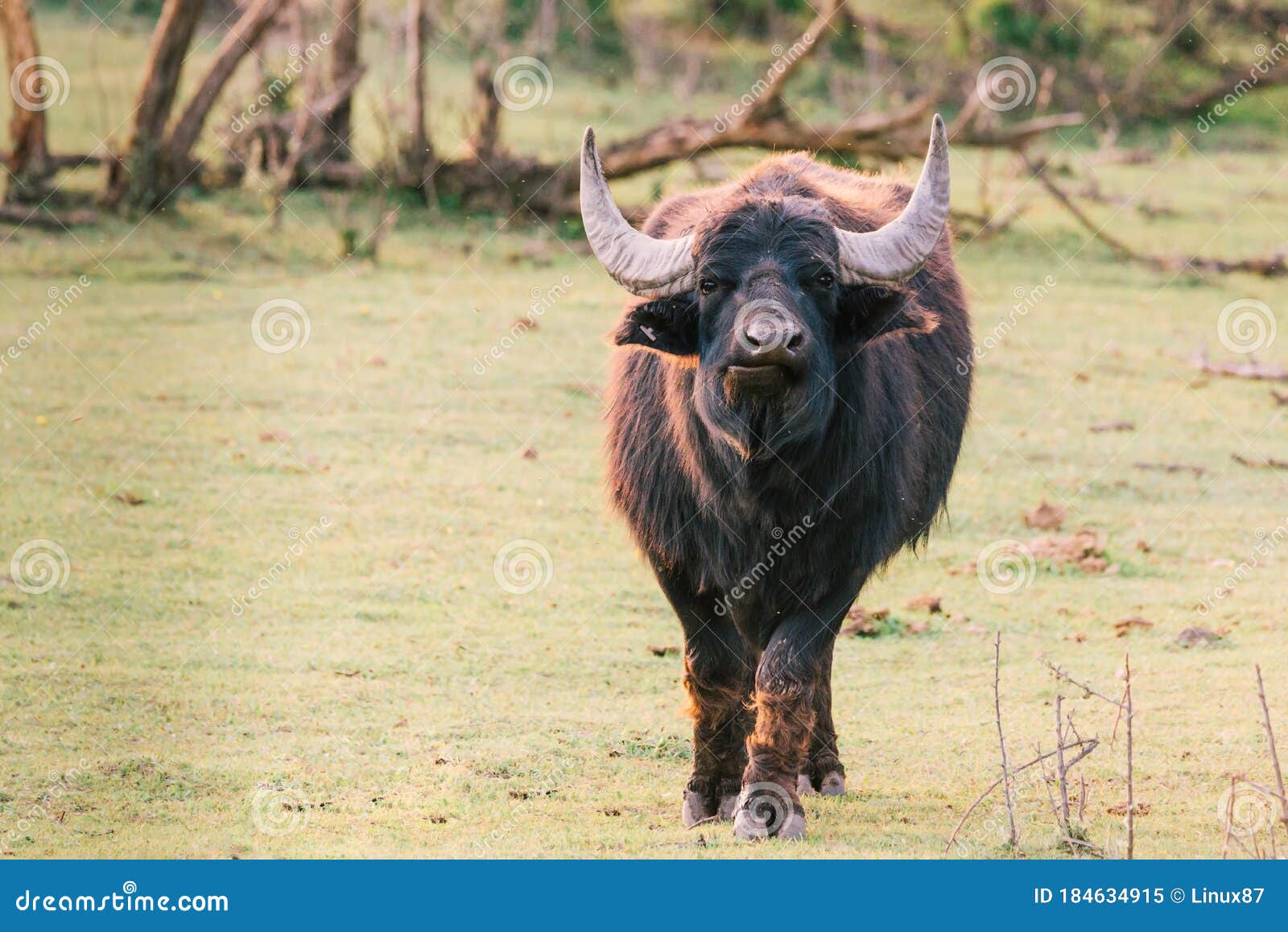 Photo of a big buffalo stock image. Image of strong - 184634915