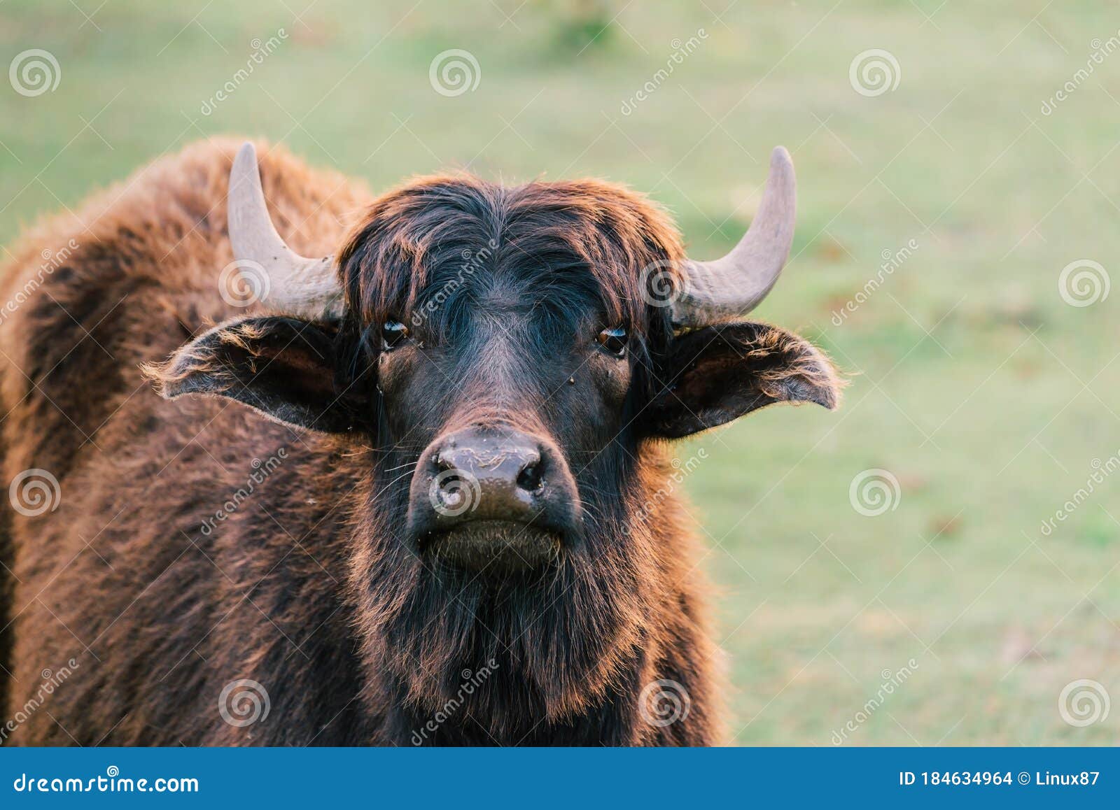 Photo of a big buffalo stock photo. Image of herd, asia - 184634964