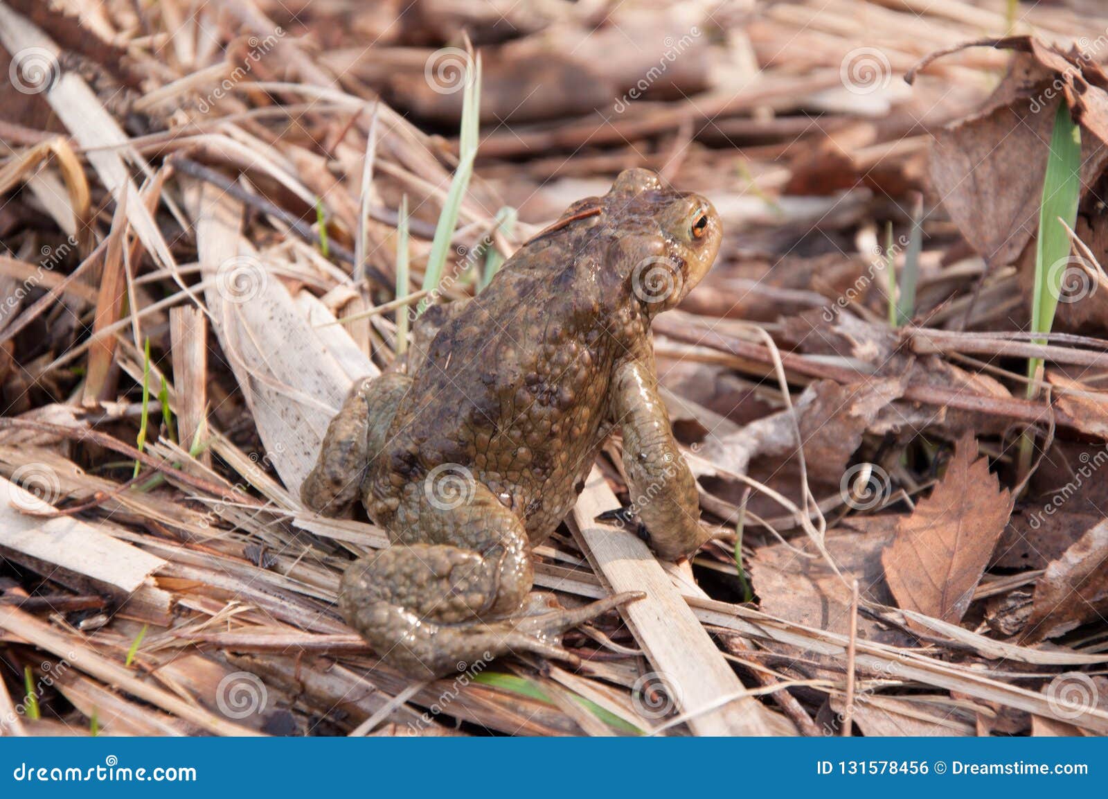 Photo of a Big Frog in the Spring Forest. Stock Photo - Image of twigs ...