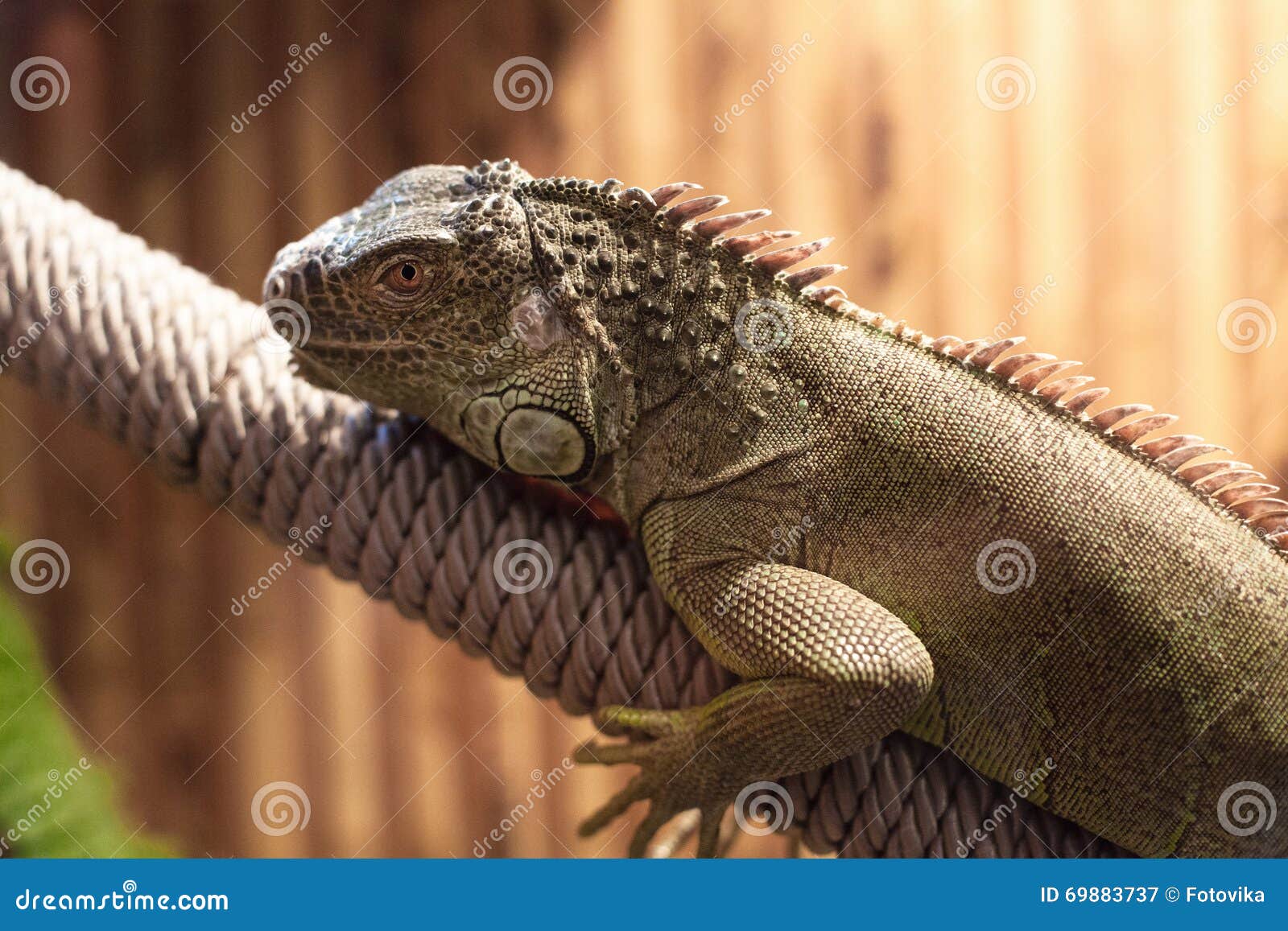 Photo of big lizard stock image. Image of creature, jaws - 69883737
