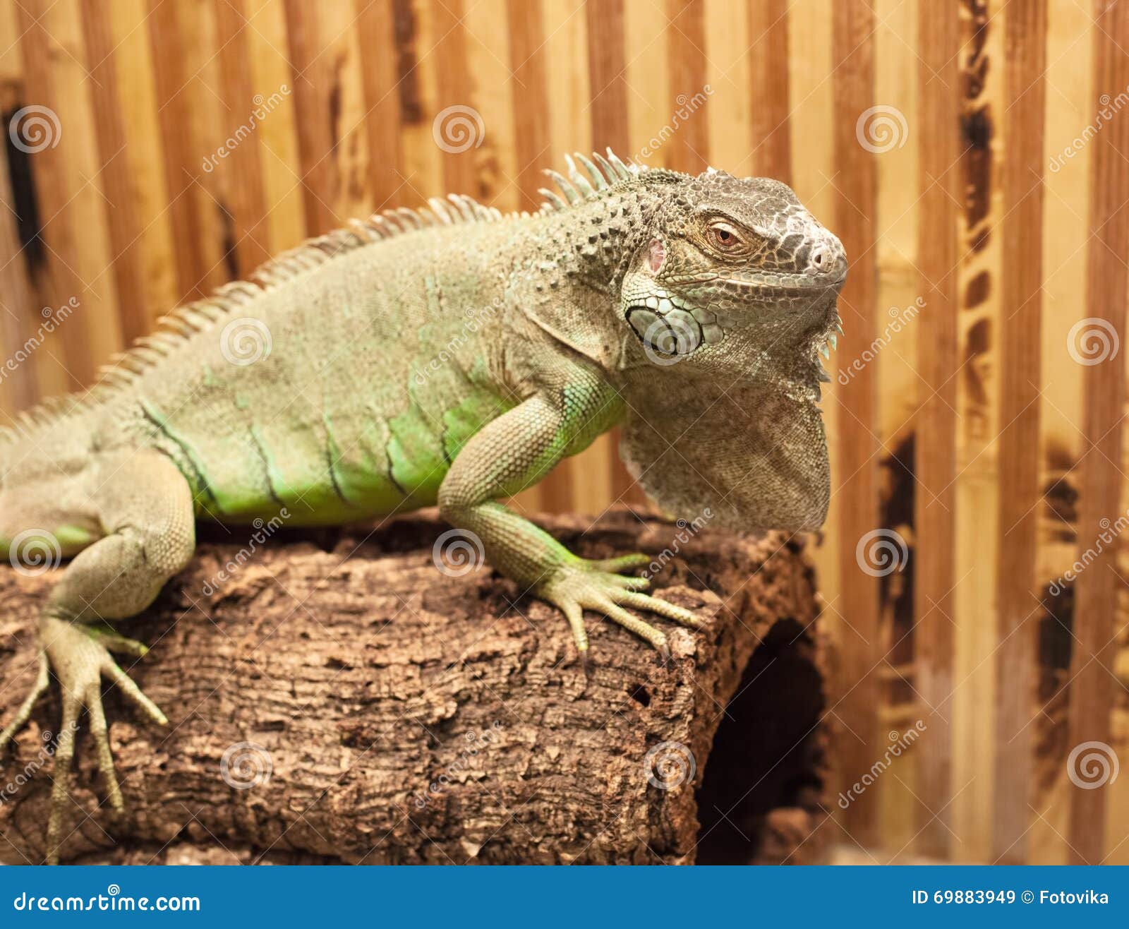 Photo of big lizard stock image. Image of dragon, closeup - 69883949