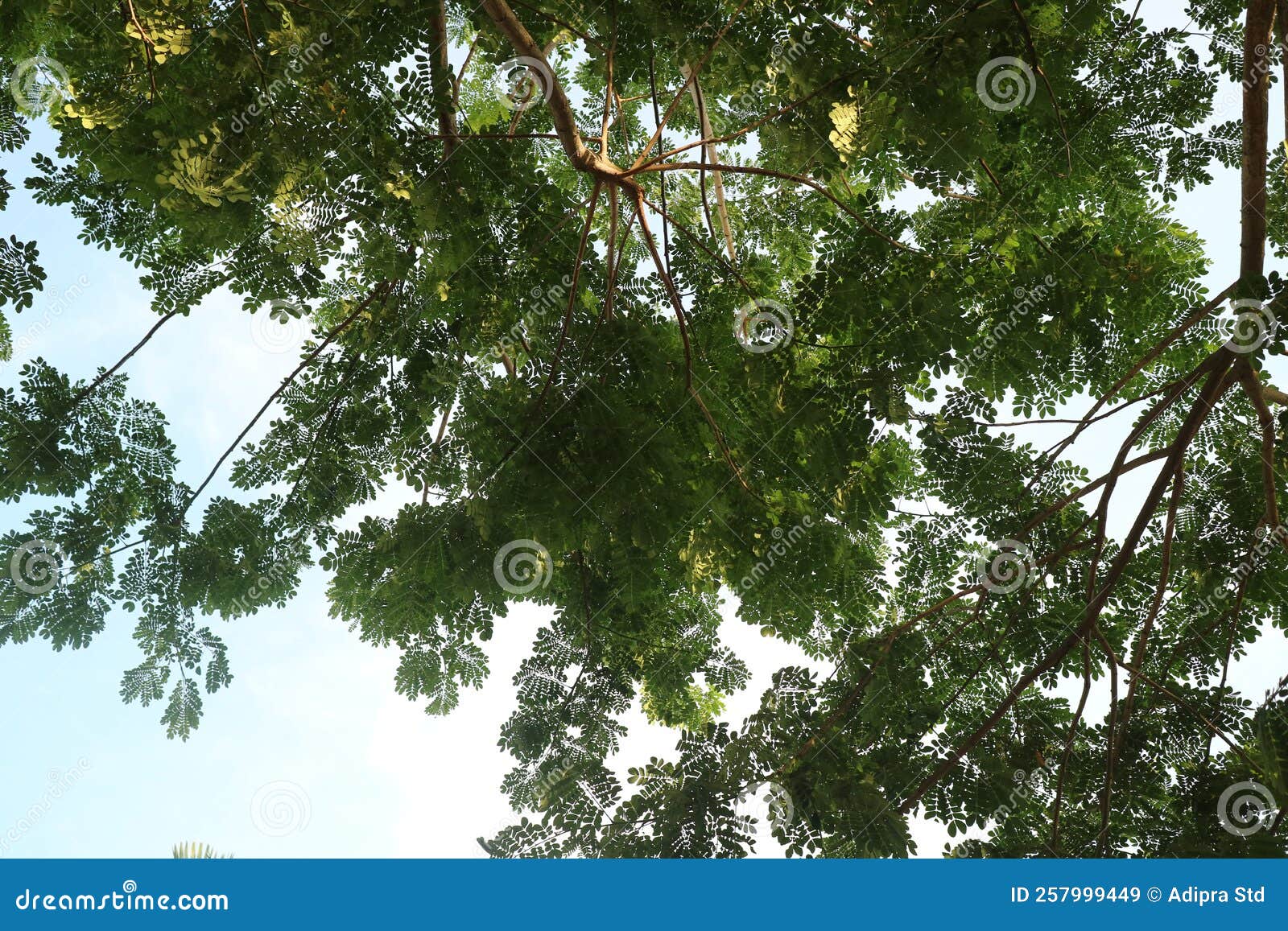 Big Shady Tree at Noon in the Morning Stock Image - Image of foliage ...