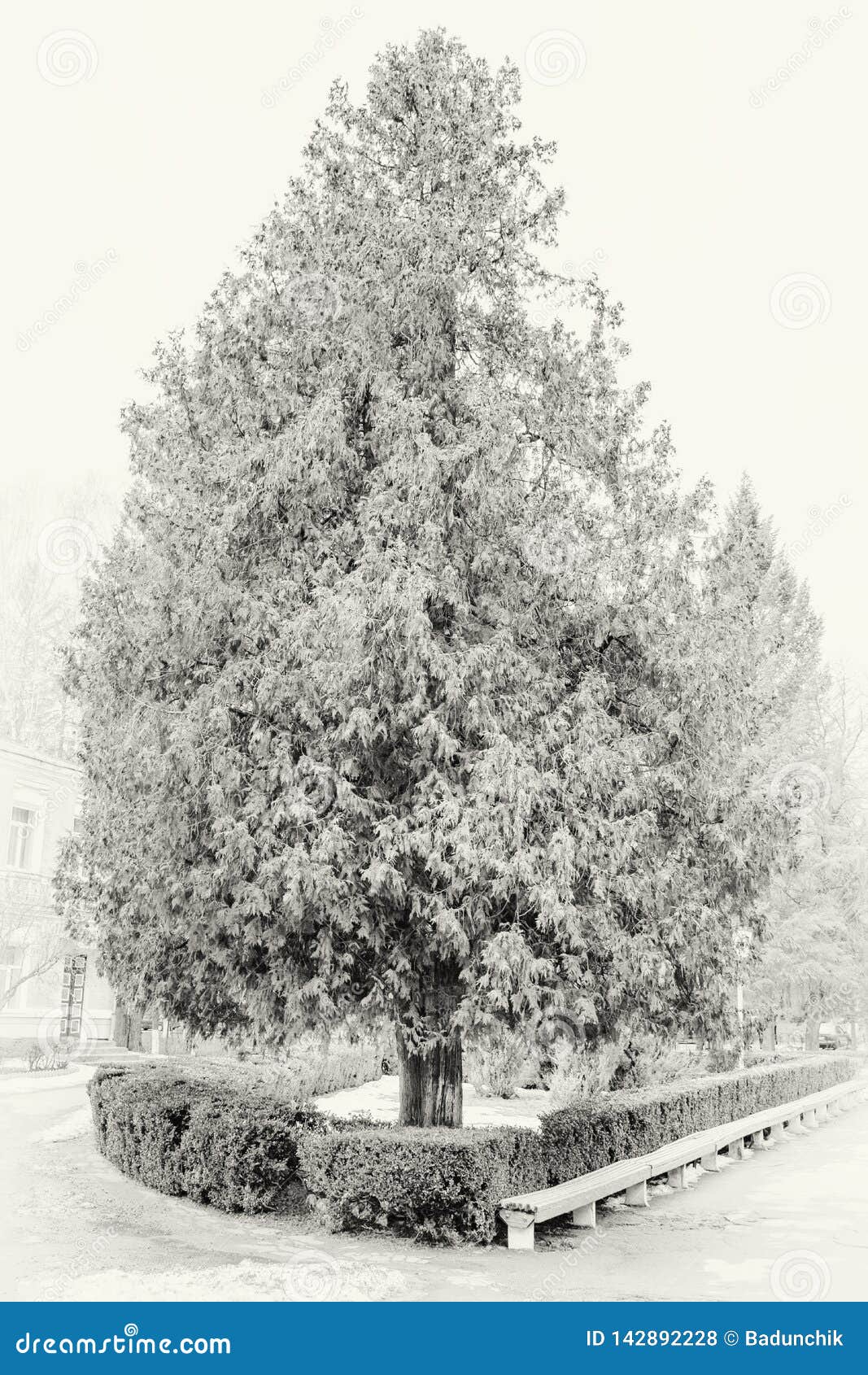 Photo of Big White Tree Under Snow in Winter Stock Photo - Image of ...