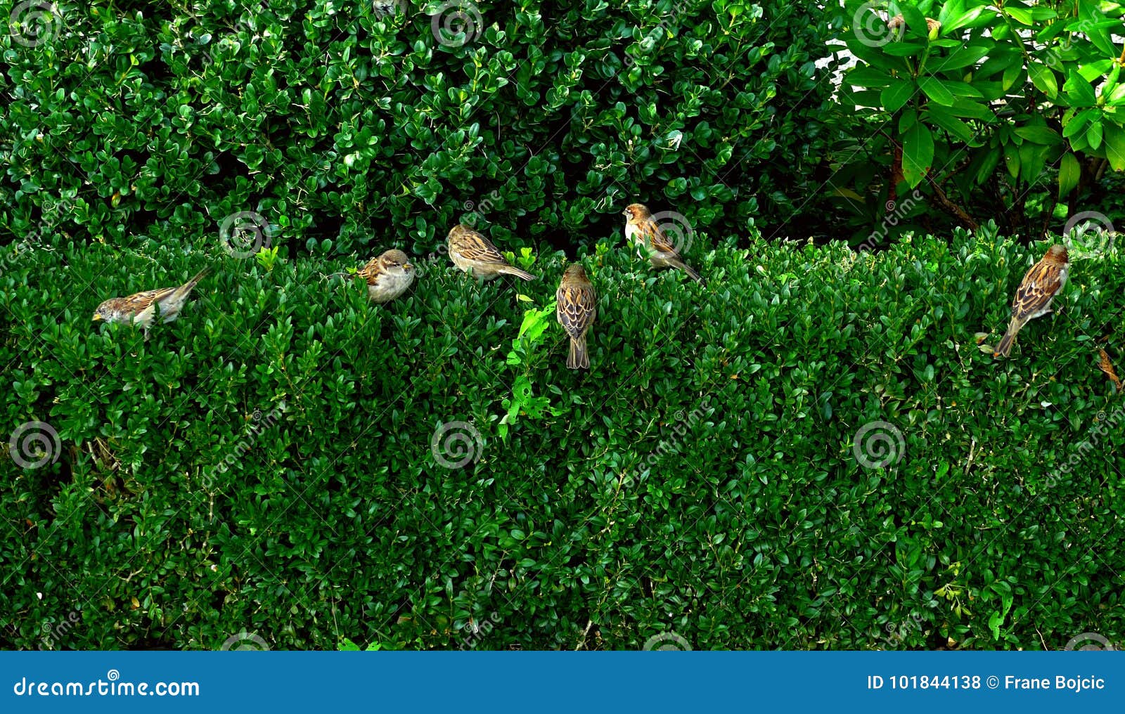 Bird in the bush stock photo. Image of graphic, foliage - 101844138