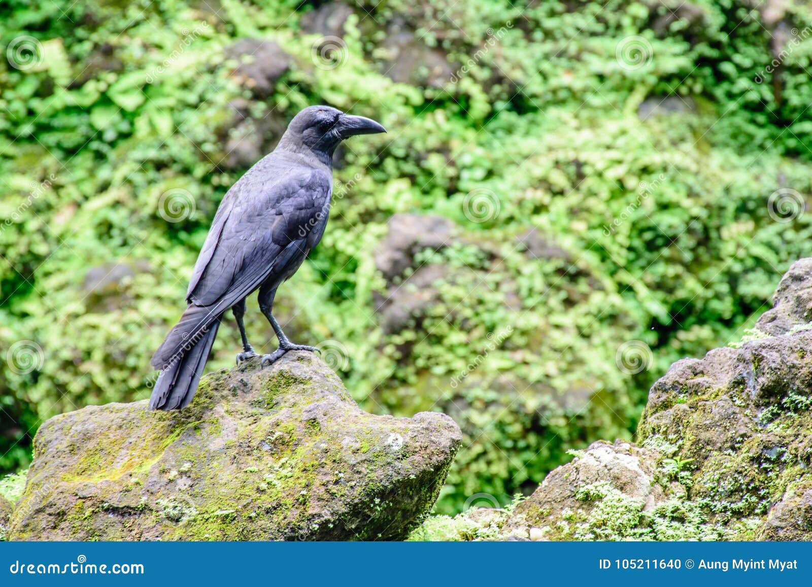 Black Crow Perched on the Stone Stock Photo - Image of wing, animal ...