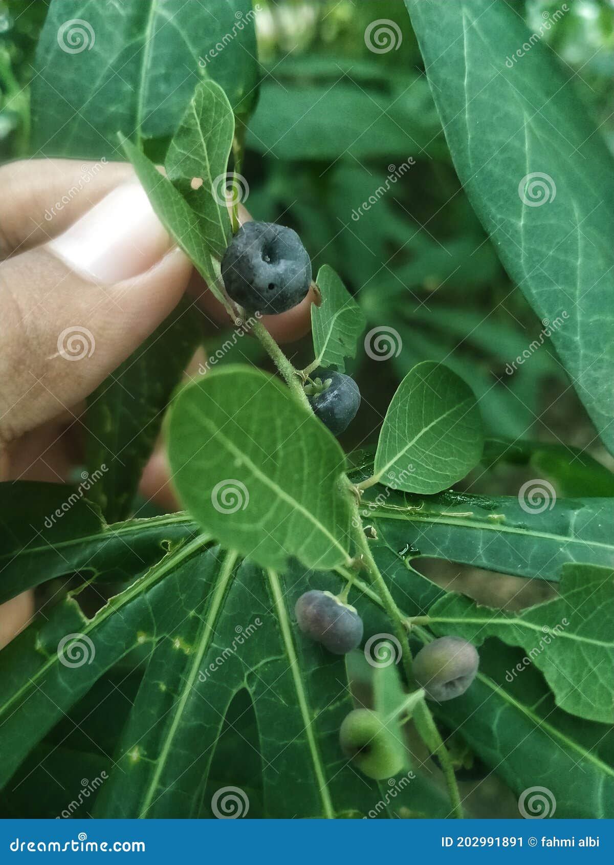 Photo of black fruit stock image. Image of plant, nature - 202991891