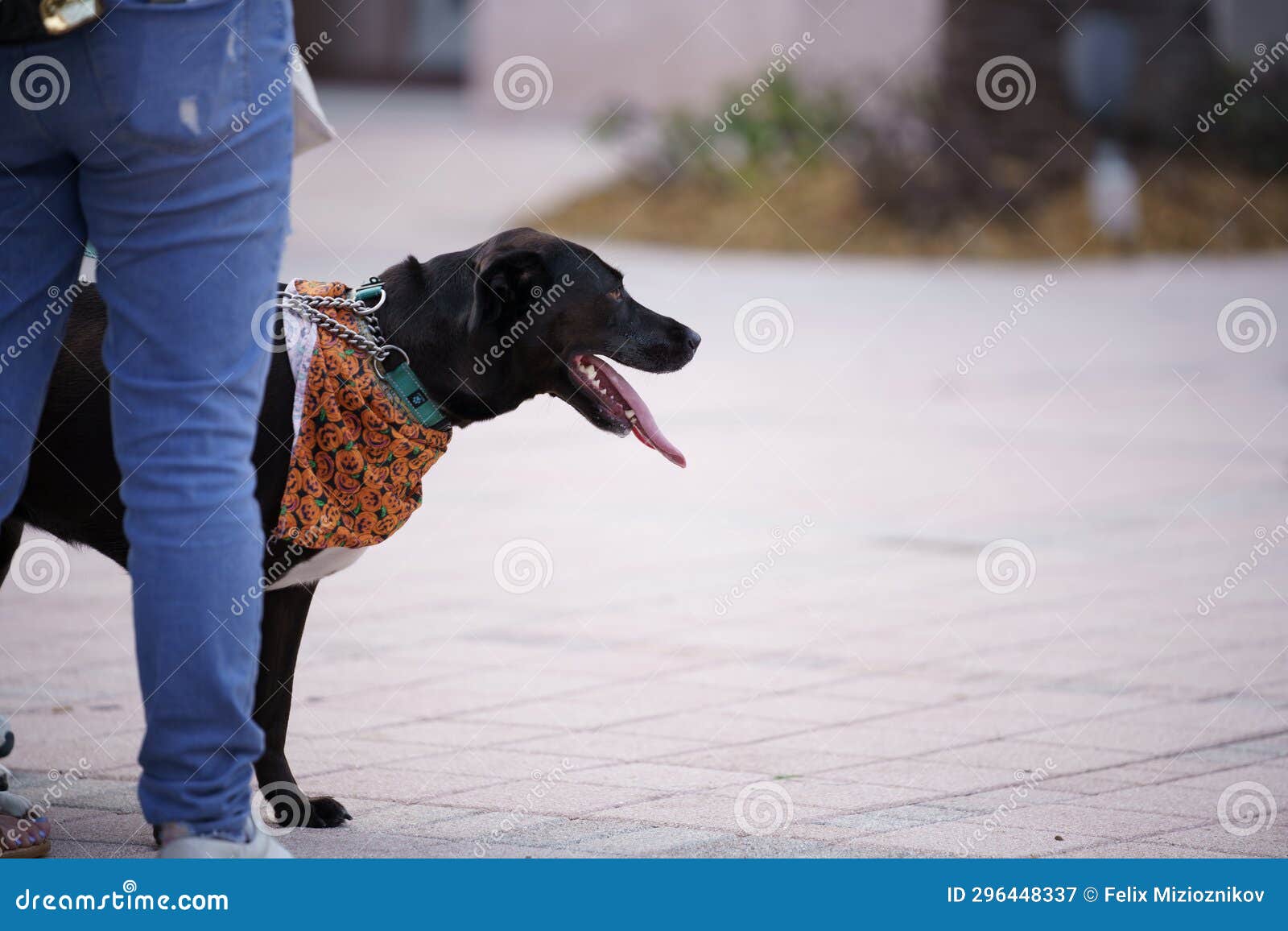 Photo of a Black Labrador Facing Side Profile Stock Image - Image of ...