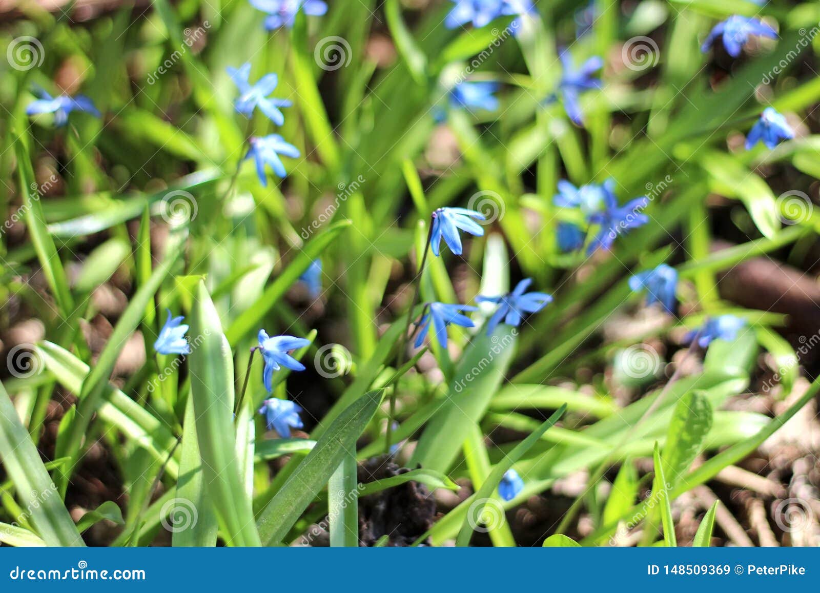 Photo Blooming Blue Snowdrops Stock Image - Image of blue, nature ...