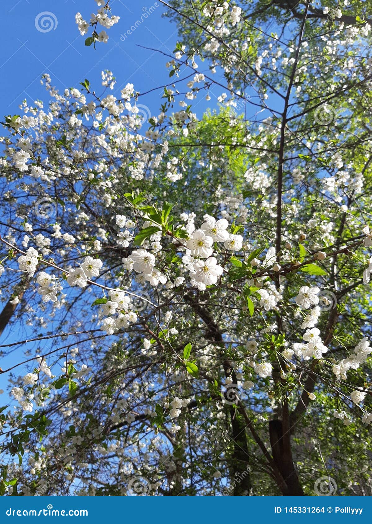 Photo Blooming Tree. Spring Flowers on the Branch Stock Photo - Image ...