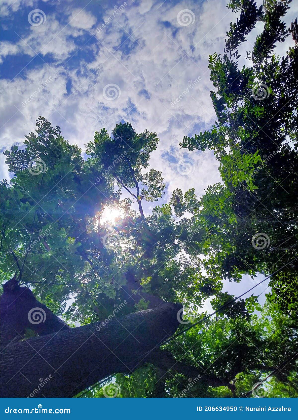 A Photo of the Blue Sky from Under the Tree Stock Photo - Image of tree ...