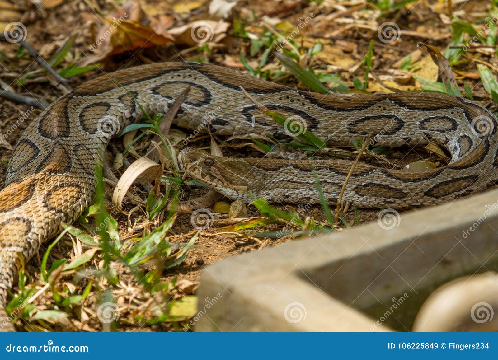A Boa Constrictor Snake Study Stock Image - Image of boidae, africa ...