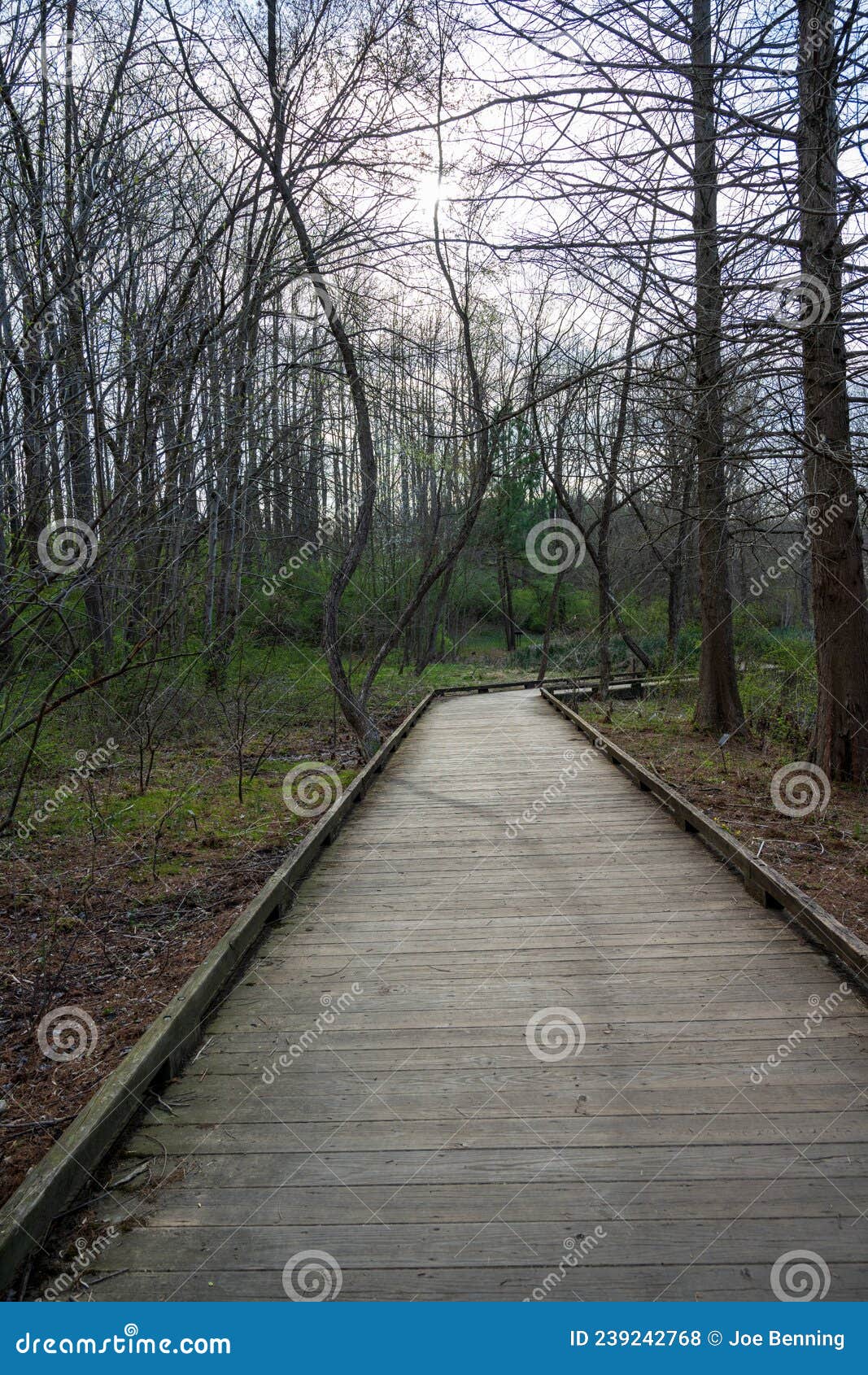 Photo of a Boardwalk Path in a Wooded Area Stock Photo - Image of book ...
