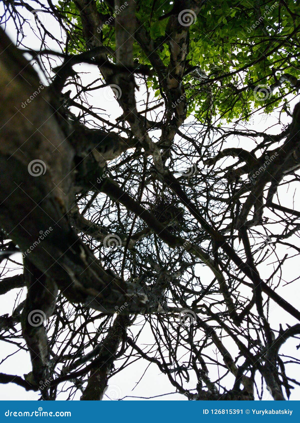 Branches of Trees Interwined at the Top Stock Image - Image of floral ...