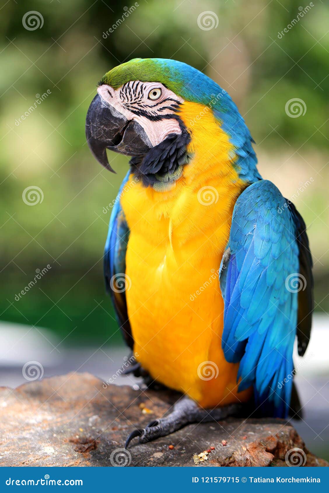 Photo of a Bright Macro Parrot Stock Image - Image of plumage, birds ...