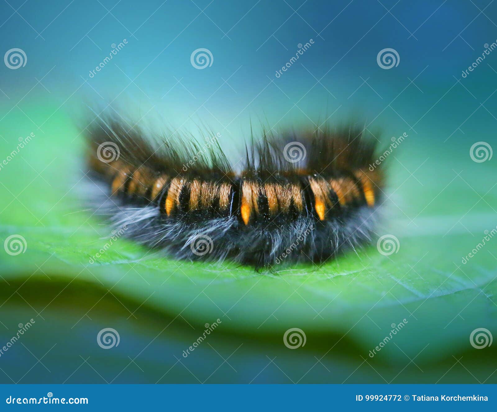 Photo of Bright Macro Patterned Caterpillar Stock Photo - Image of ...