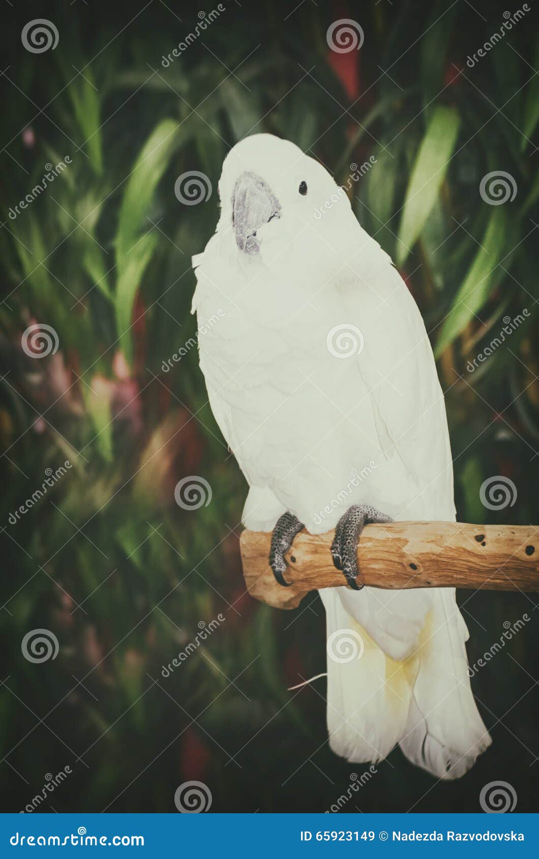 Photo of Bright Parrot stock image. Image of ararauna - 65923149