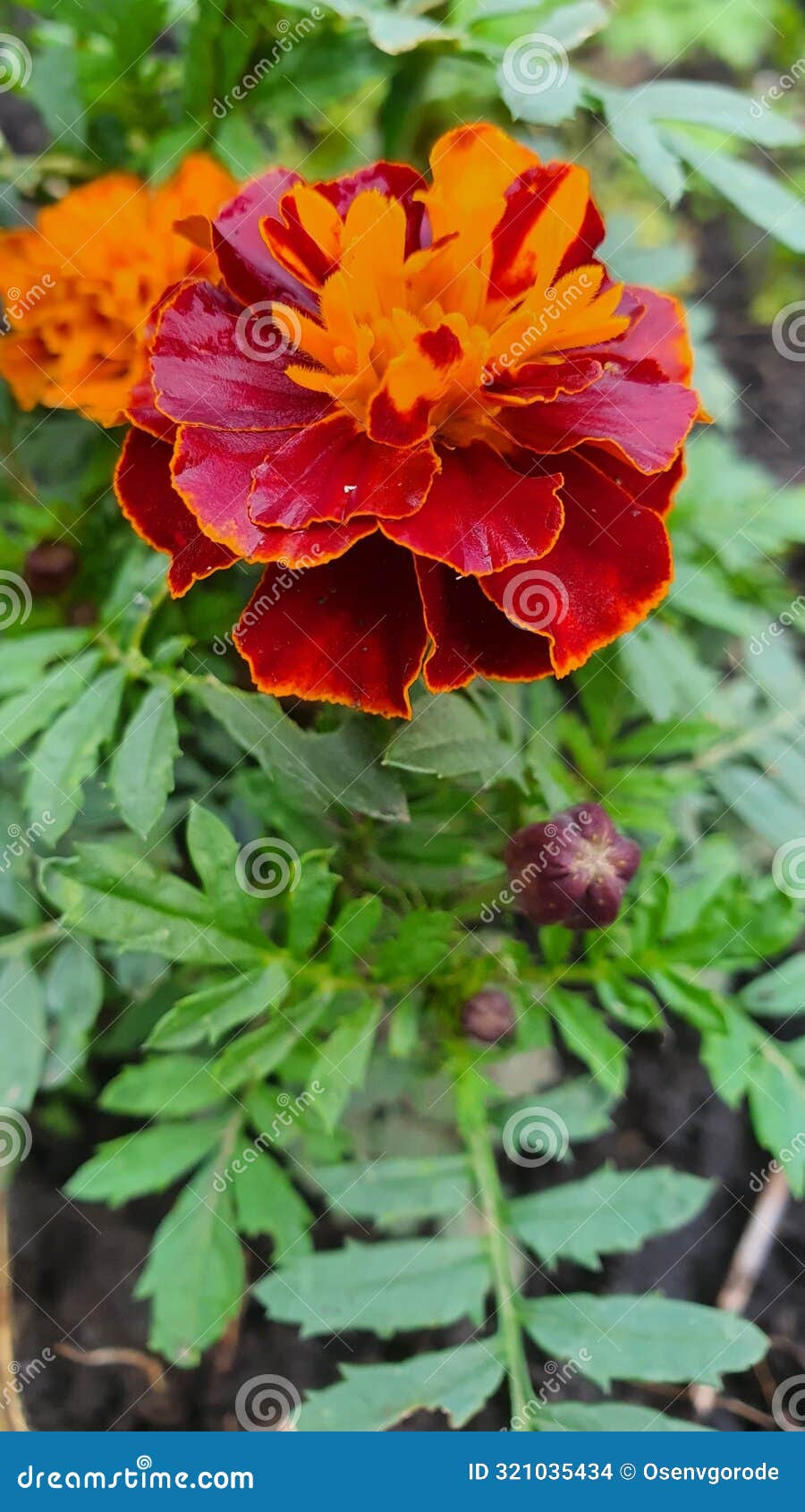 Photo of a Bright Red Marigold Flower Stock Photo - Image of photograph ...