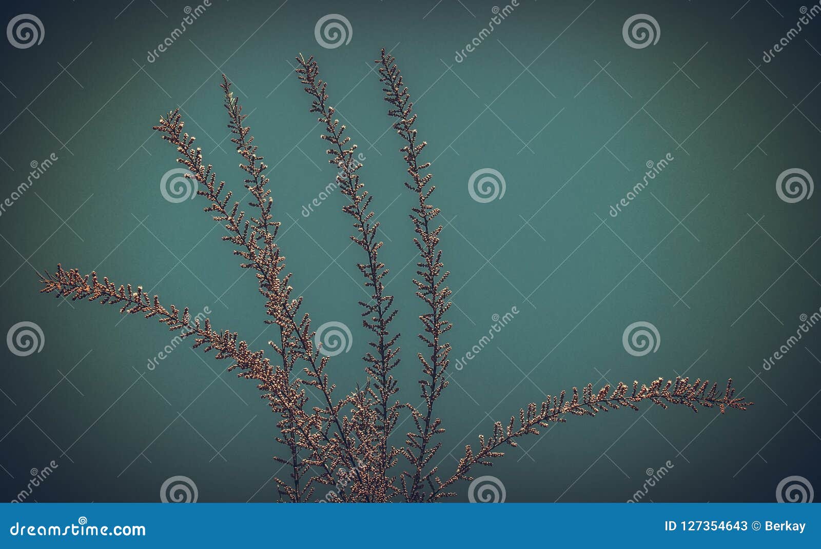 Photo of Bright Tender Offshoot of a Tree Growing Stock Image - Image ...