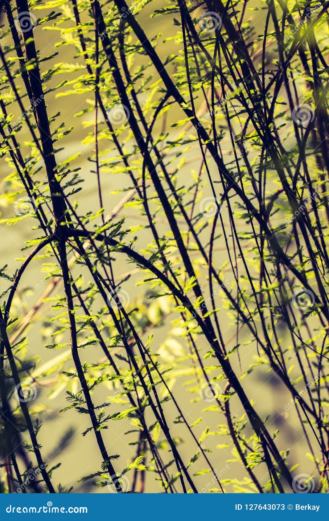 Photo of Bright Tender Offshoot of a Tree Growing Stock Image - Image ...