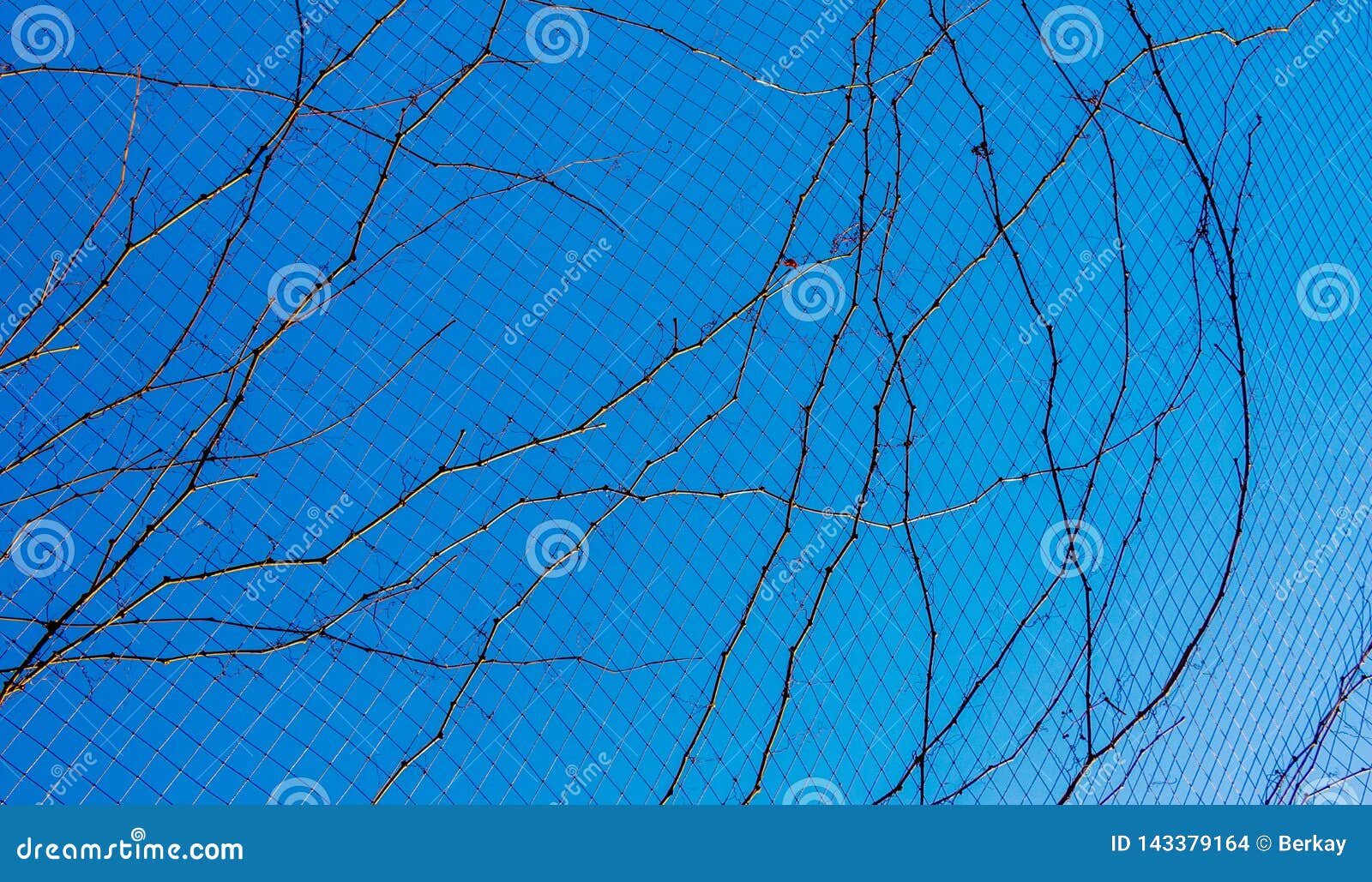 Photo of Bright Tender Offshoot of a Tree Growing Stock Photo - Image ...
