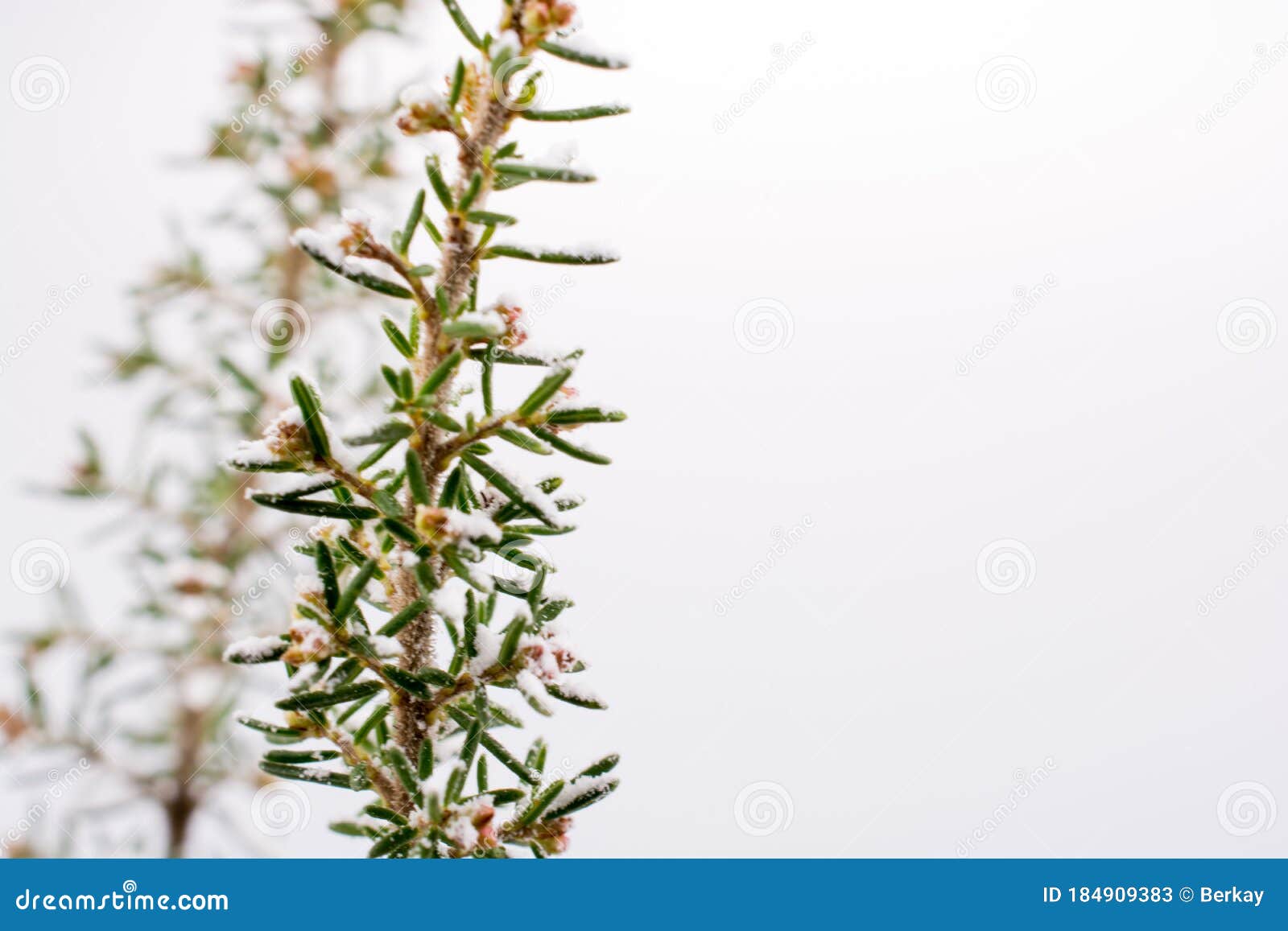 Photo of Bright Tender Offshoot of a Tree Growing Stock Image - Image ...