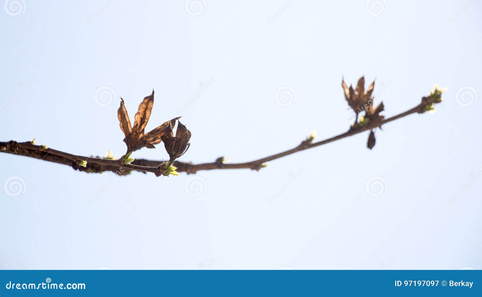 Photo of Bright Tender Offshoot of a Tree Growing Stock Image - Image ...