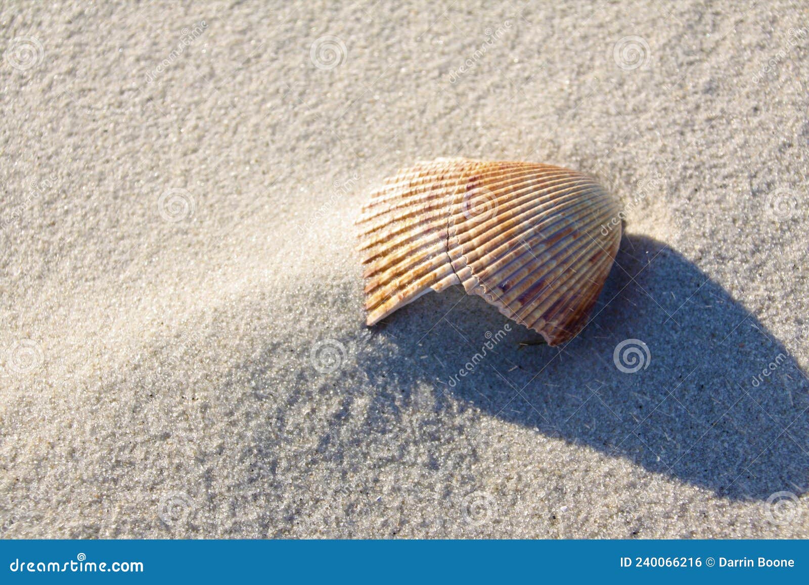 Broken Seashell in Sand of a Beach. Stock Photo - Image of sand, ocean ...