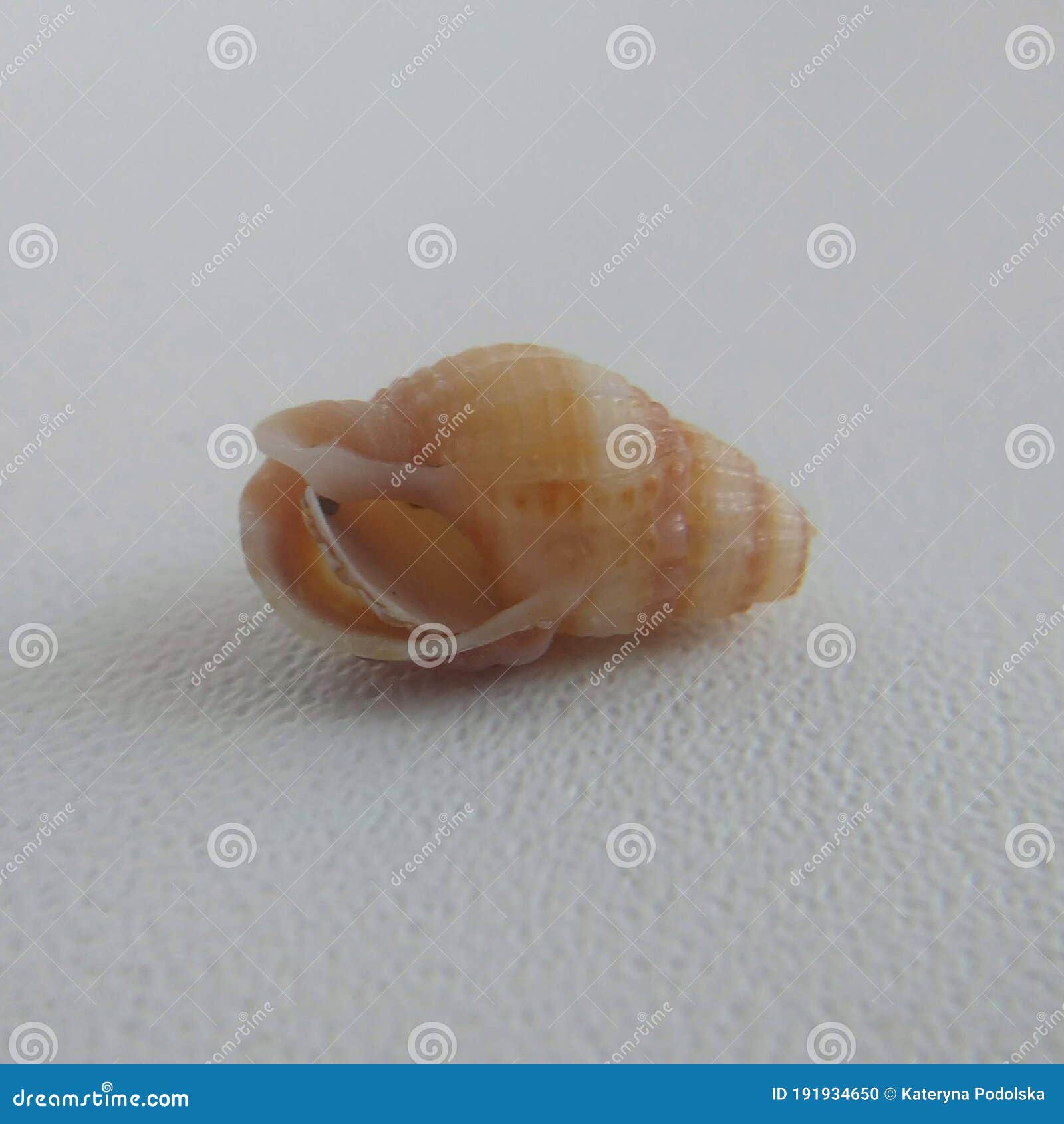 A Photo of a Broken Seashell on a White Background Stock Photo - Image ...