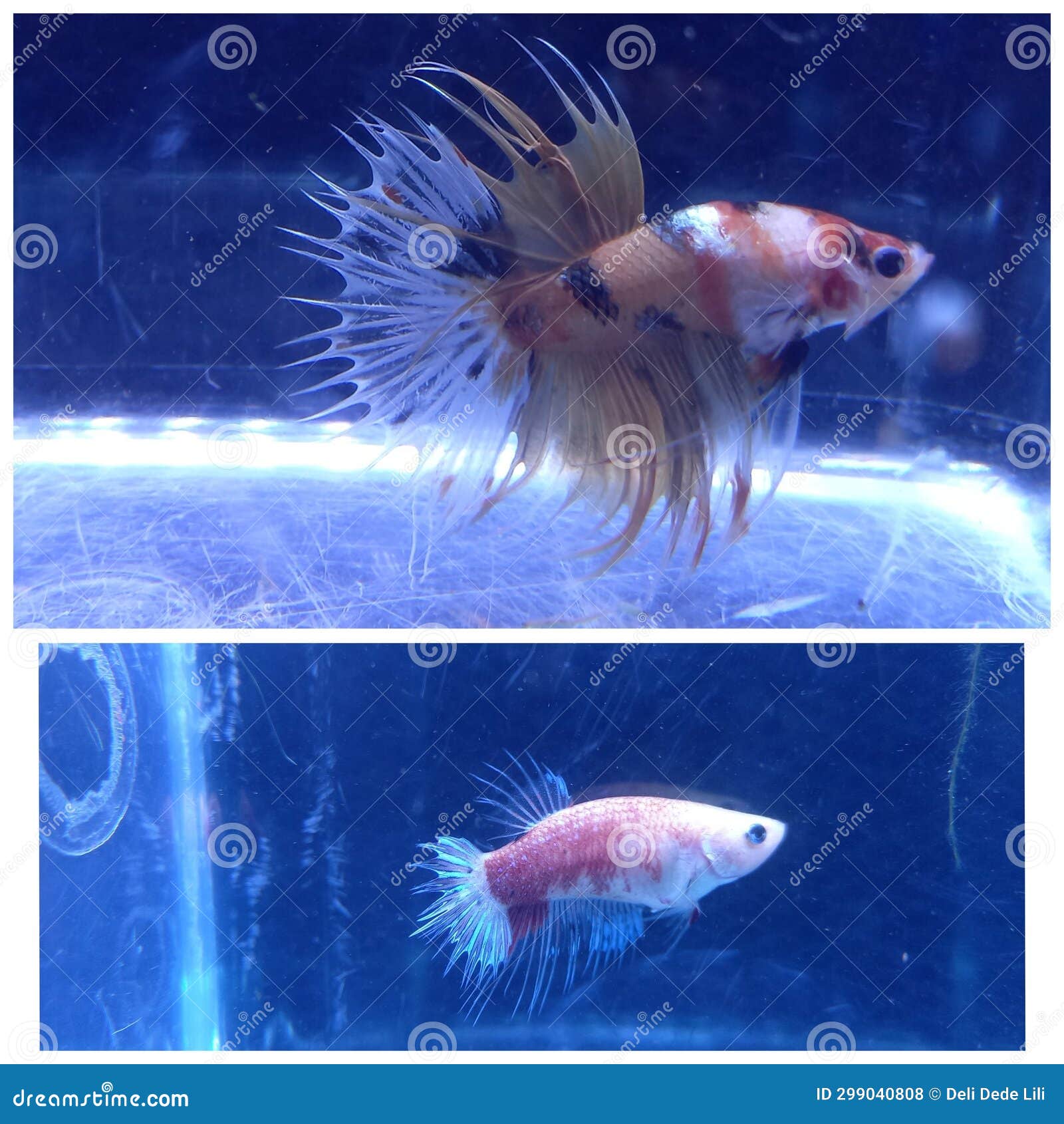 Photo of Brood Betta Fish before Breeding Stock Photo - Image of fish ...