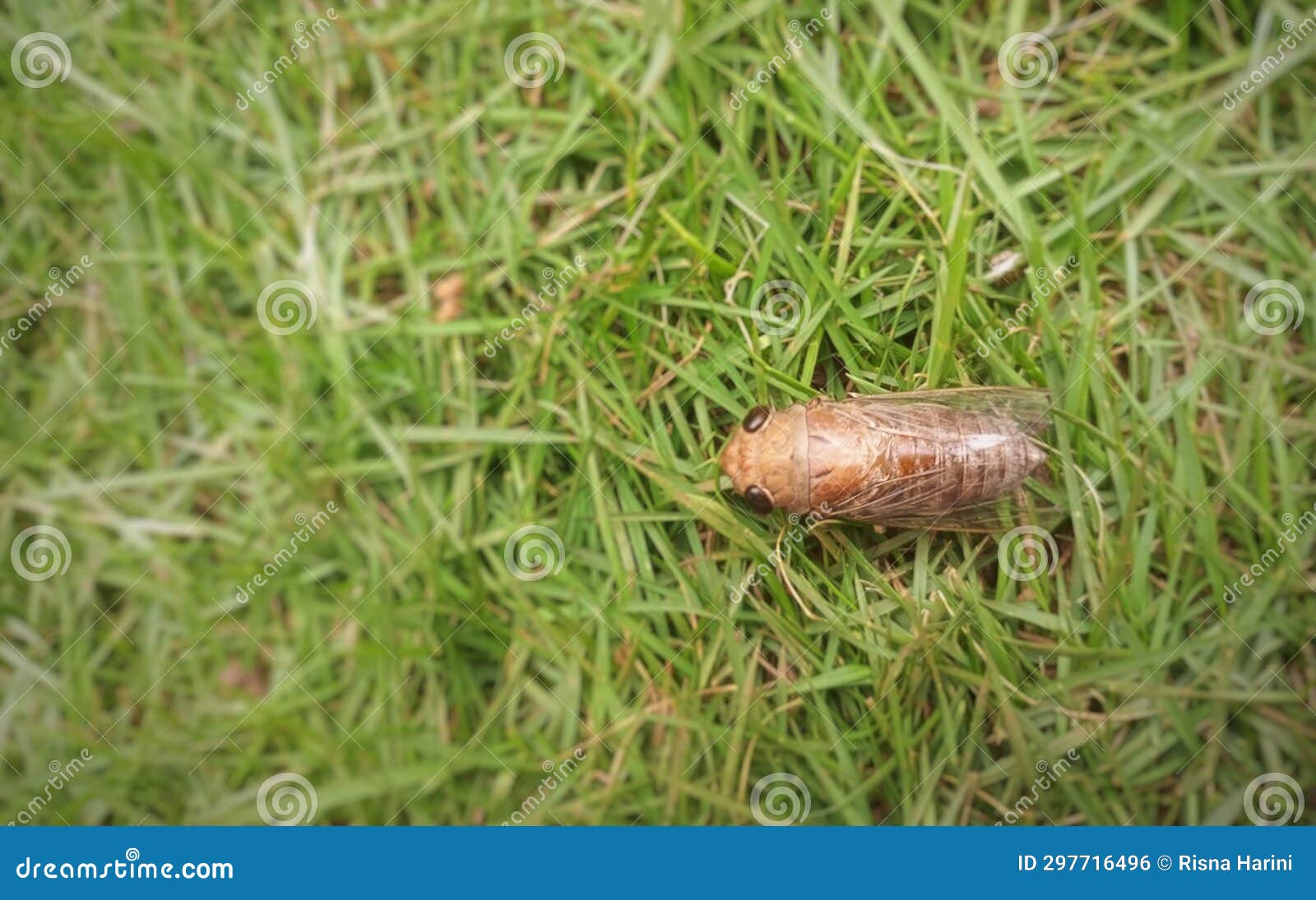 Photo of a Brown Cicada on the Grass at Morning Stock Photo - Image of ...