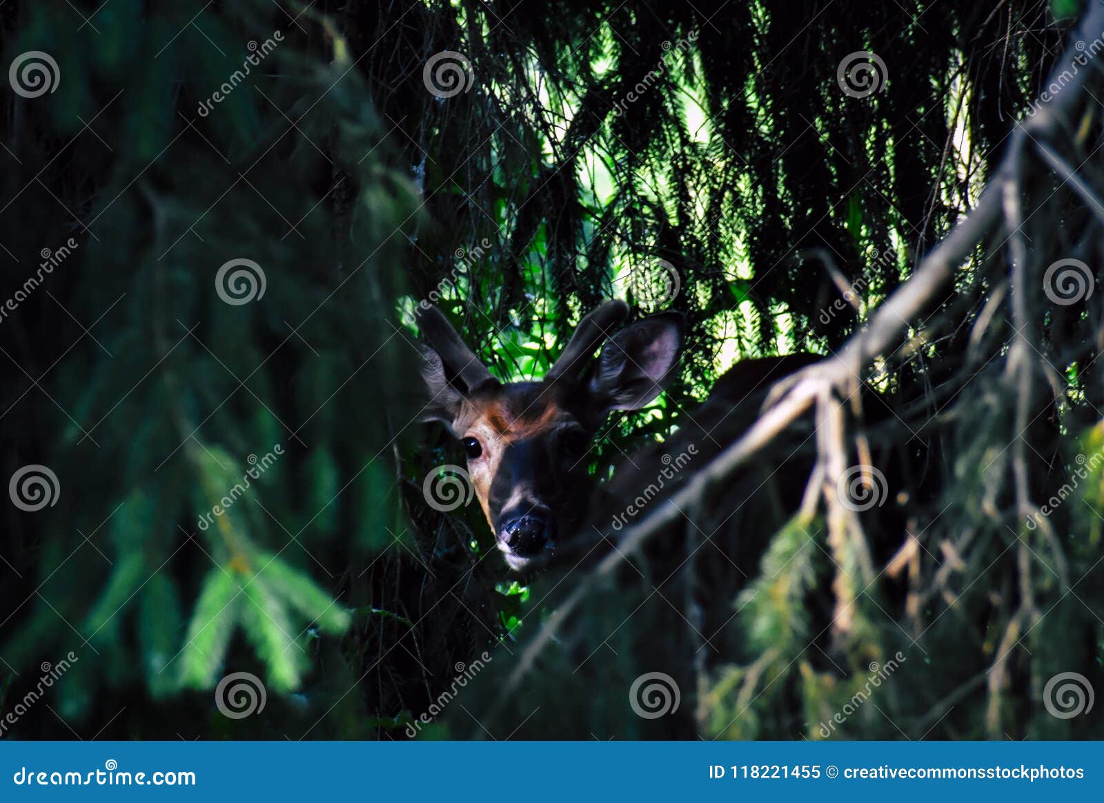 Photo Of Brown Deer Near Green Leaf Tree Picture. Image: 118221455