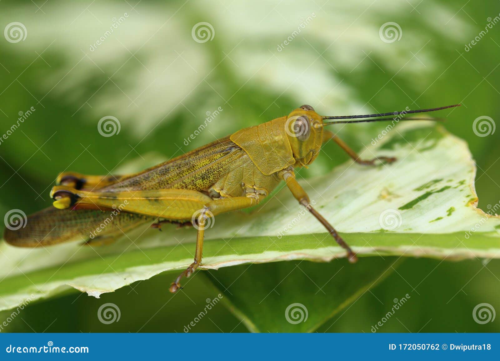 The Photo of a Brown Grasshopper. Stock Photo - Image of domestic ...