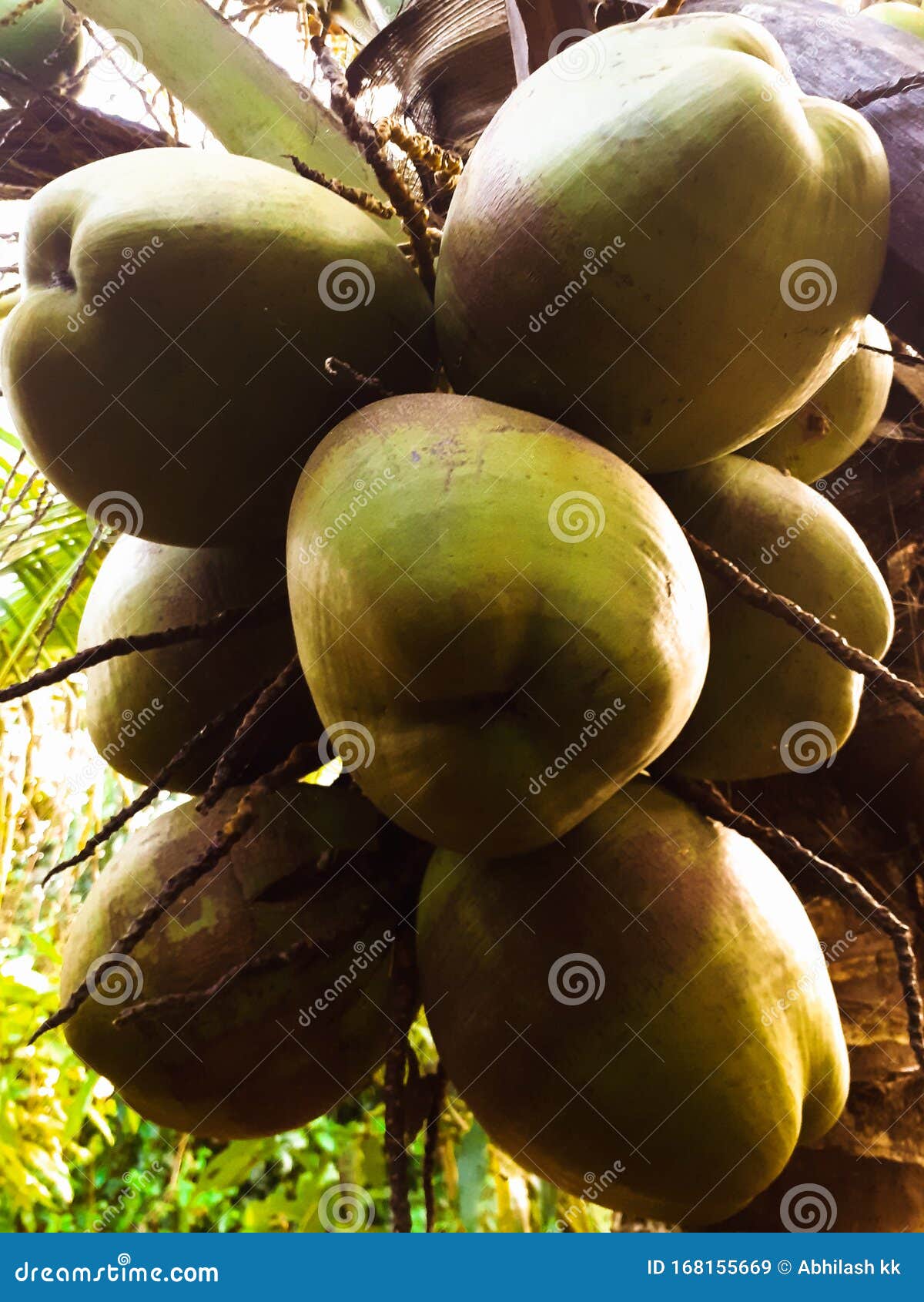 Bunch of Coconut on the Coconut Tree Stock Image - Image of coconut ...