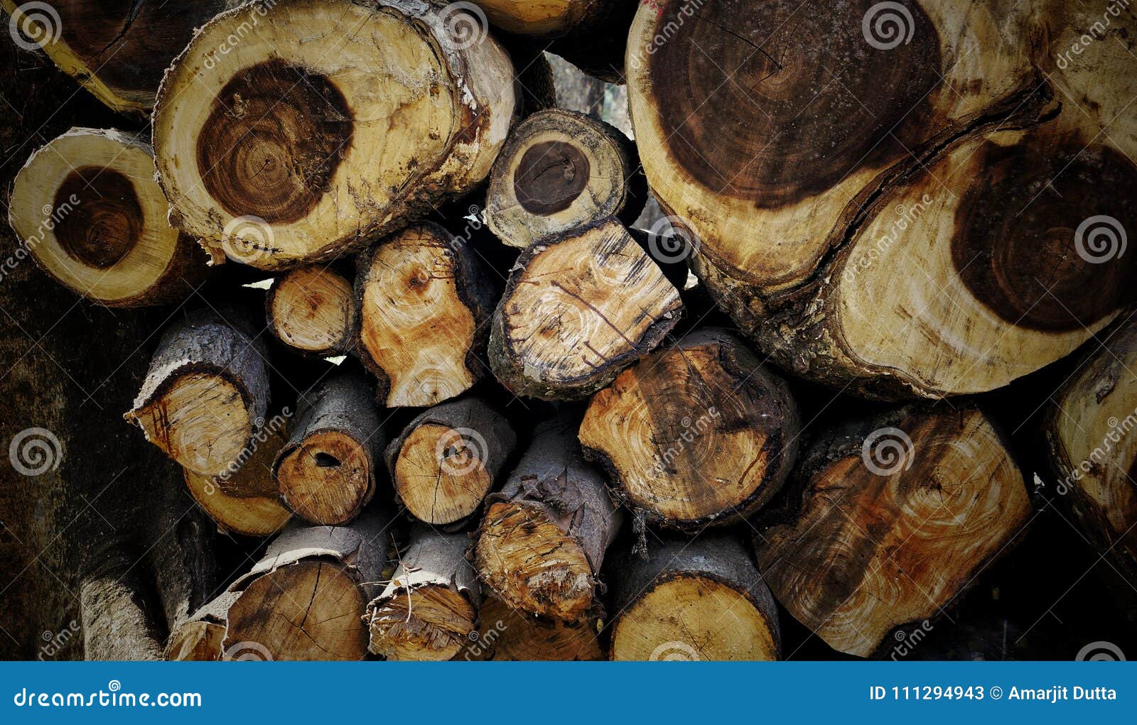 Textures. stock image. Image of shows, felled, trees - 111294943