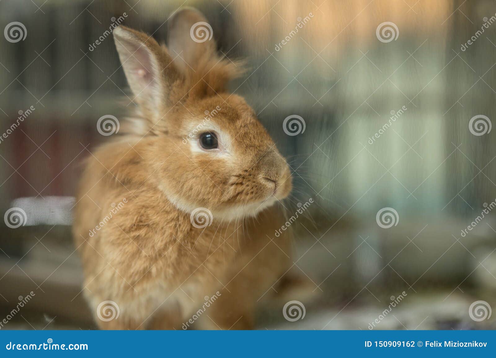 Rabbit Behind The Tree Royalty-Free Stock Photography | CartoonDealer ...