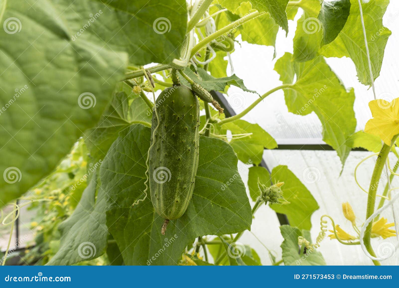Photo Of A Bush Cucumber In The Garden Stock Image Image Of Cucumber