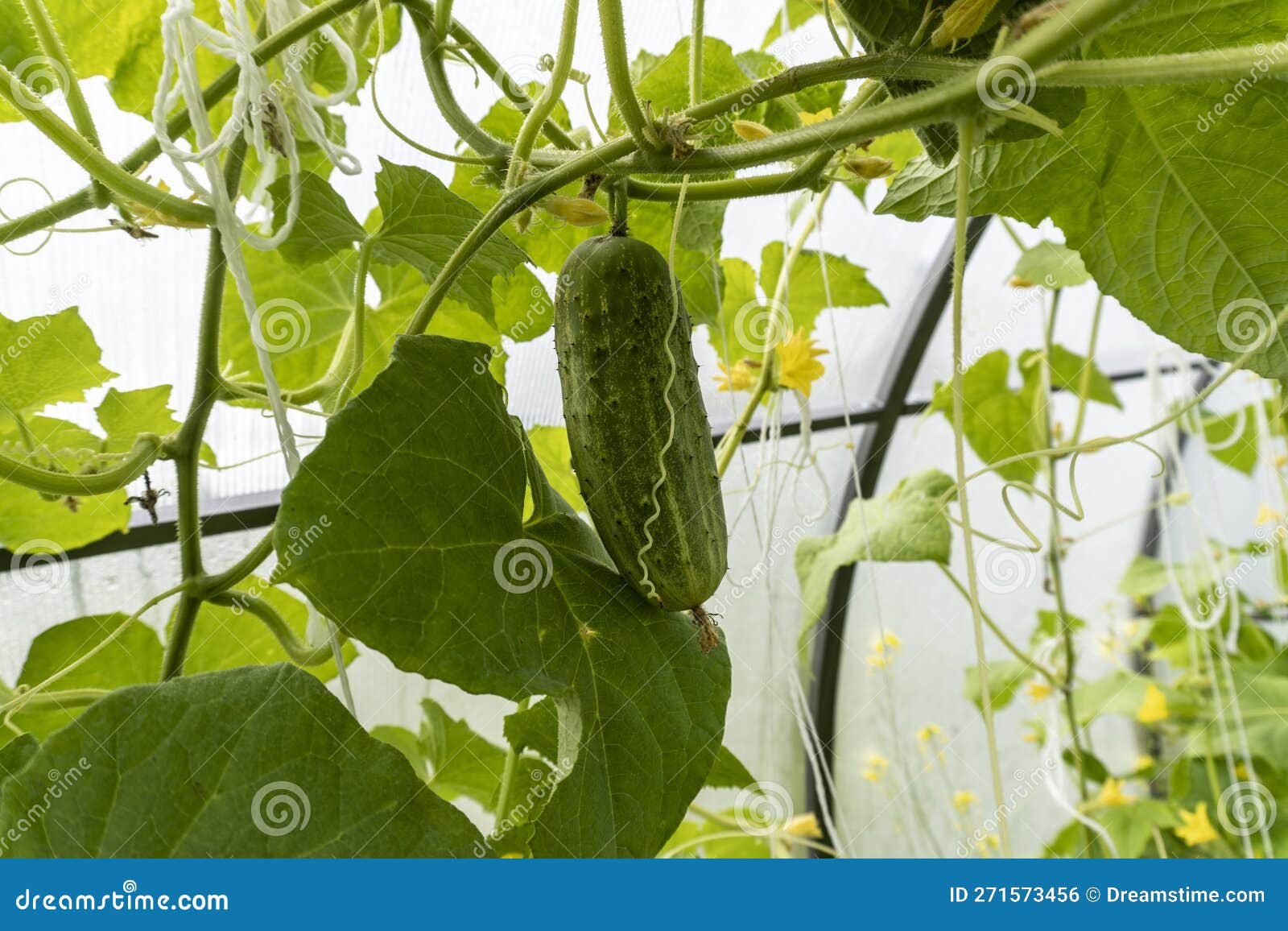 Photo of a Bush Cucumber in the Garden Stock Photo - Image of ripe ...