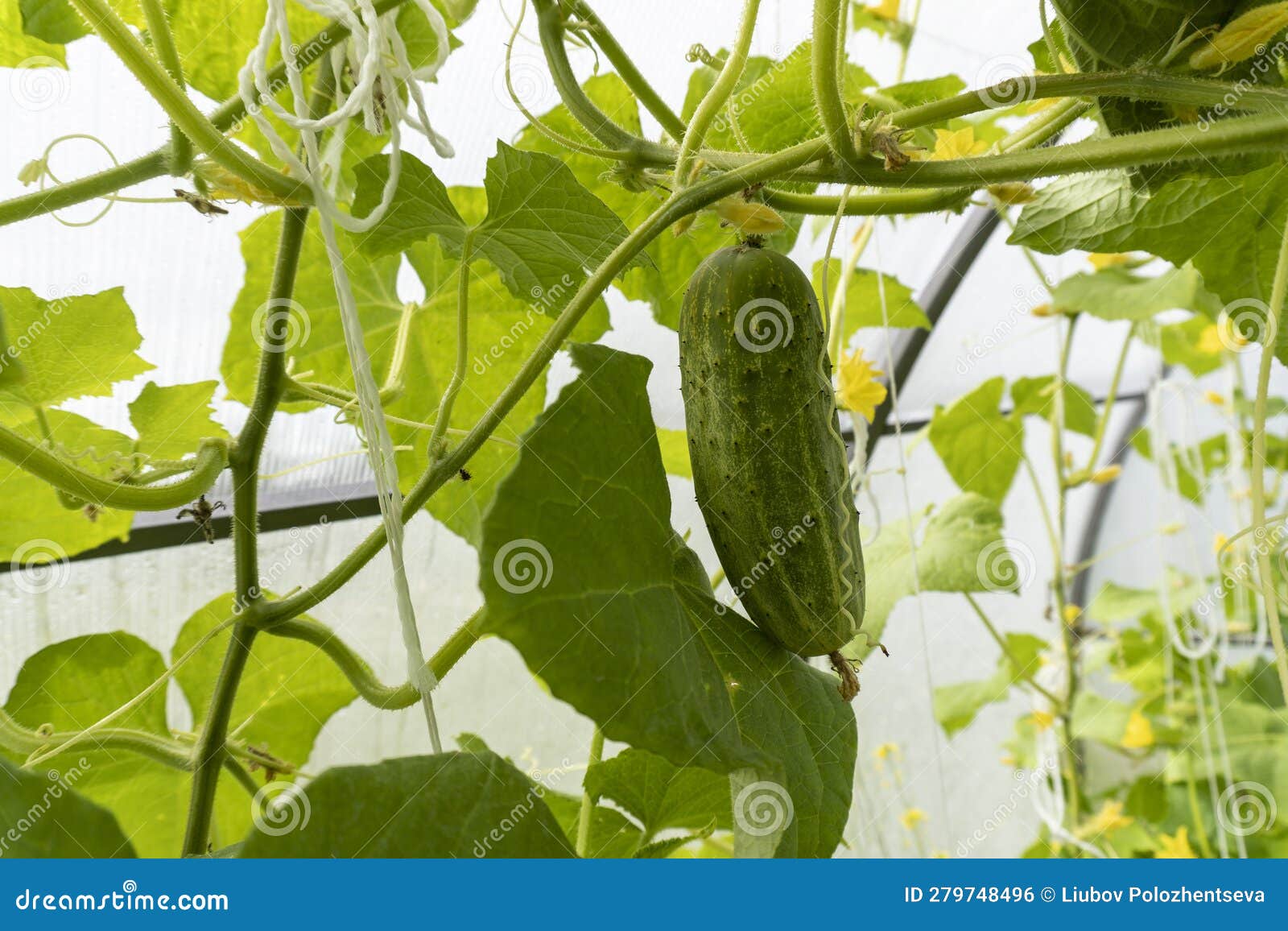 Photo of a Bush Cucumber in the Garden Stock Photo - Image of farm ...