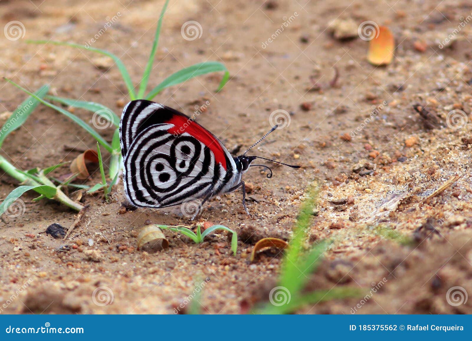 Photo of Butterfly 88 Diaethria Stock Photo - Image of scene, wild ...